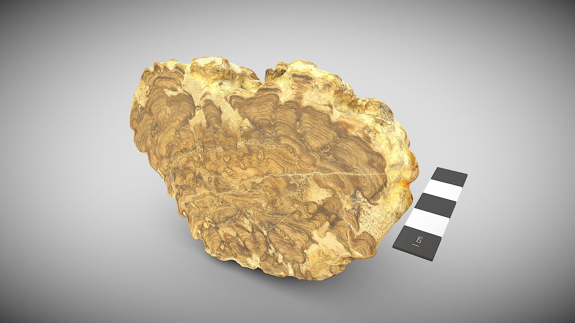 Stromatolites - 3D model by UQ School of the Environment (@UQ_SEES ...