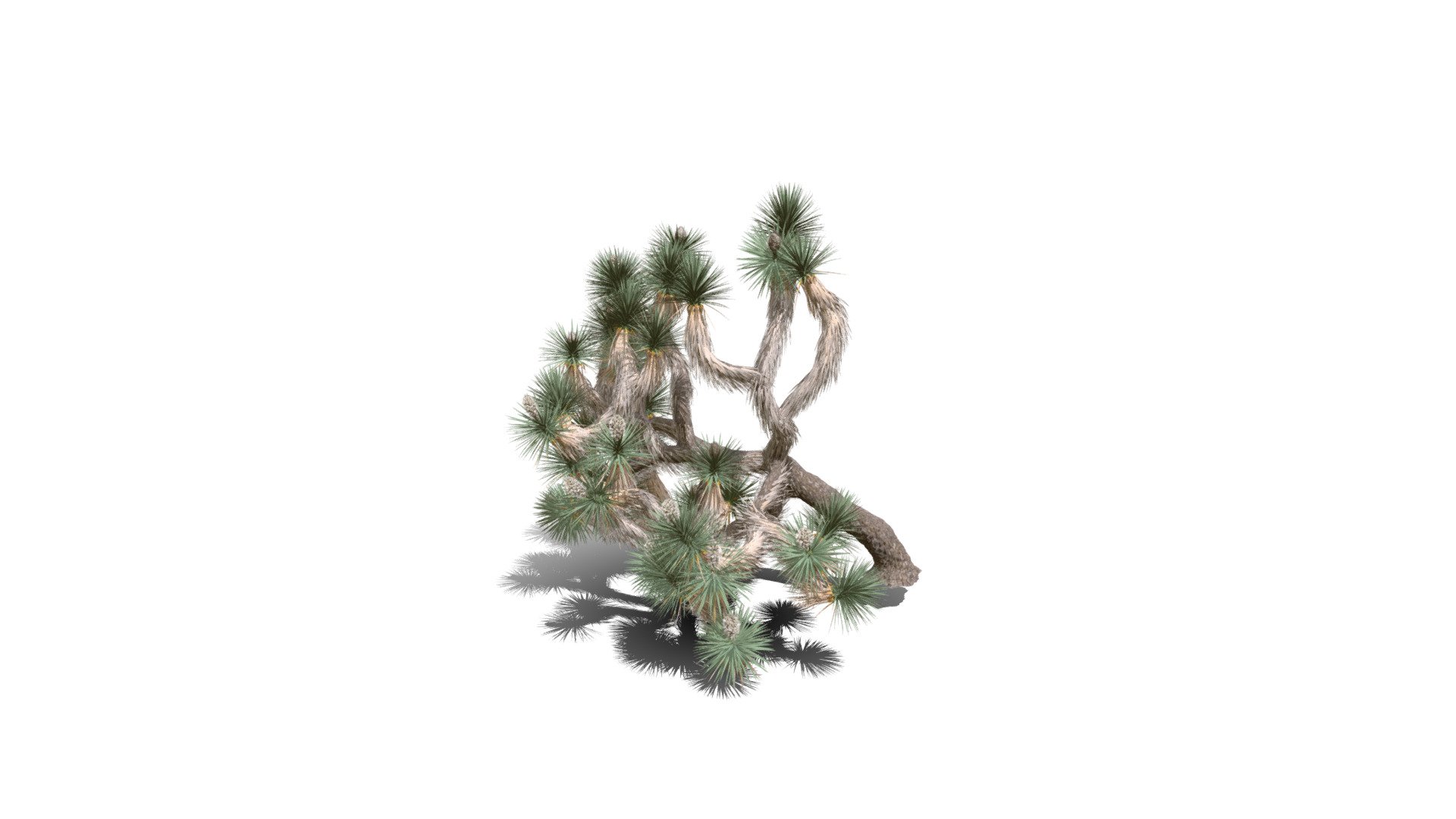 Realistic HD Joshua tree (10/30) - Download Free 3D model by ...