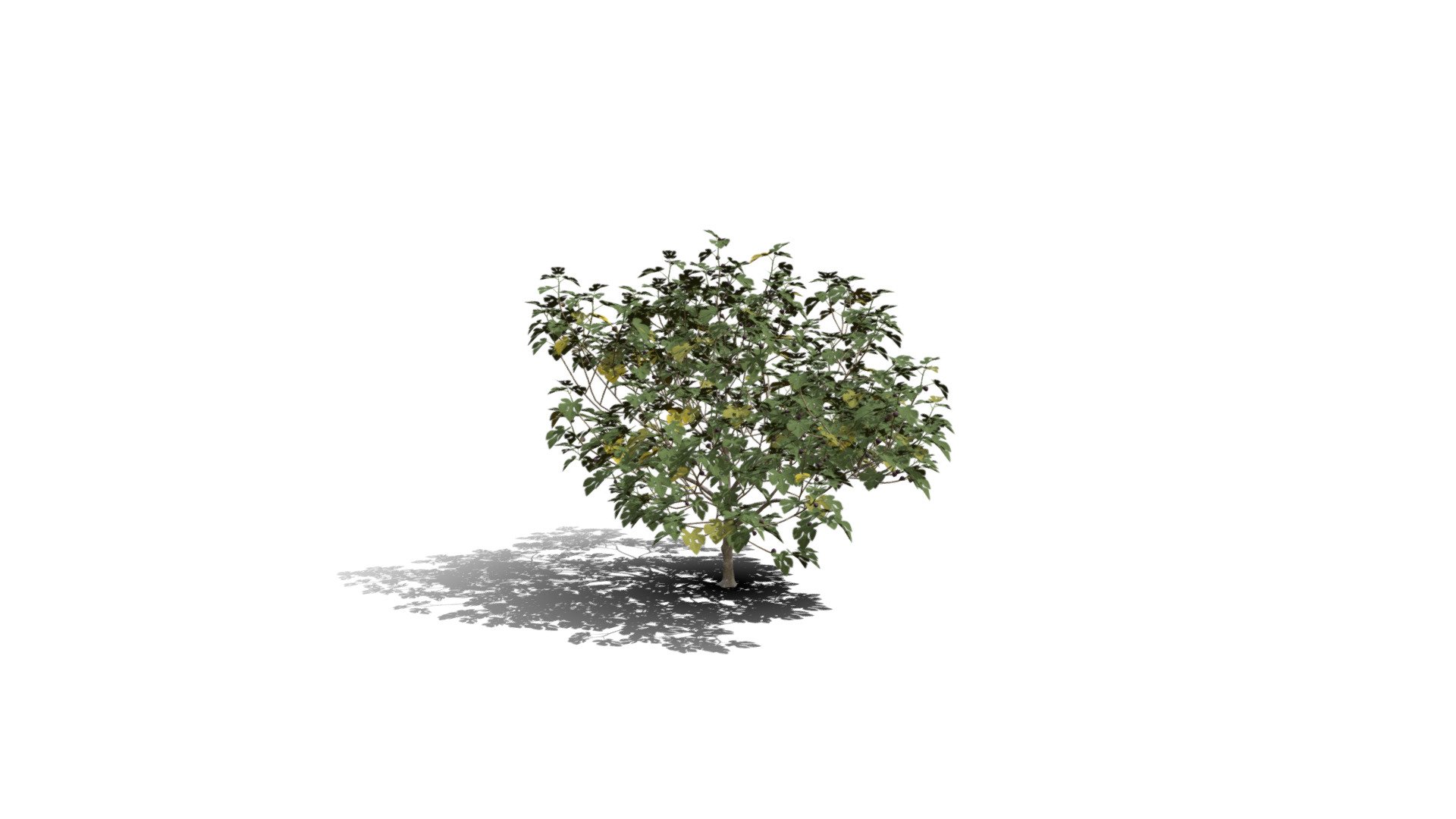 Realistic HD Common fig tree (12/30) - Download Free 3D model by ...