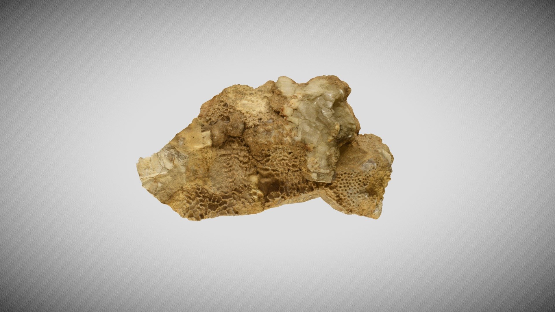 Tabulate Coral: Halysite - 3D model by Cade O'Fallon (@cofallon ...