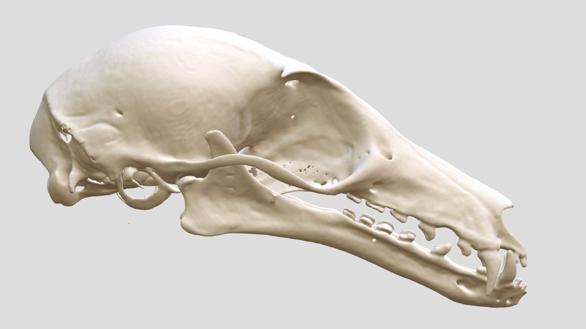 Macroglossus minimus (MSB:Mamm:93148) - 3D model by Biodiversity ...
