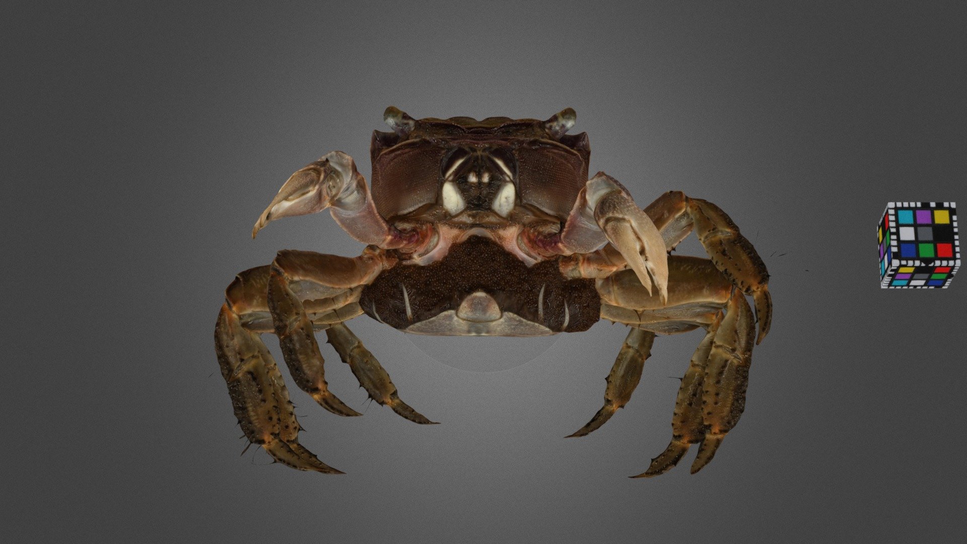 CC0 クロベンケイガニ 🦀 ♀ Black Benkei Crab, C. dehaani - Download Free 3D model ...
