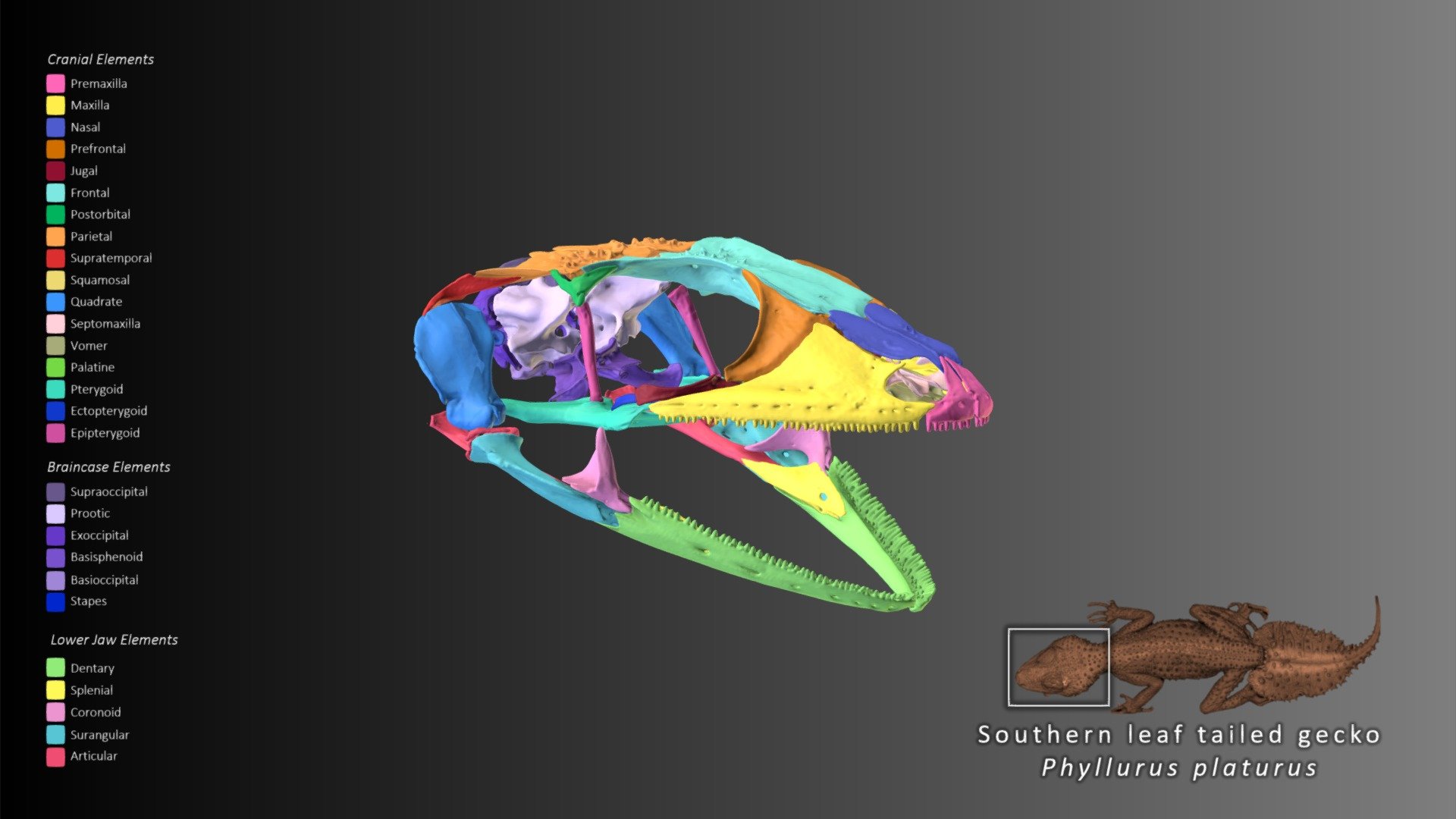 Leaf Tailed Gecko Skull Anatomy - 3D model by Blackburn Lab (@ufherps ...