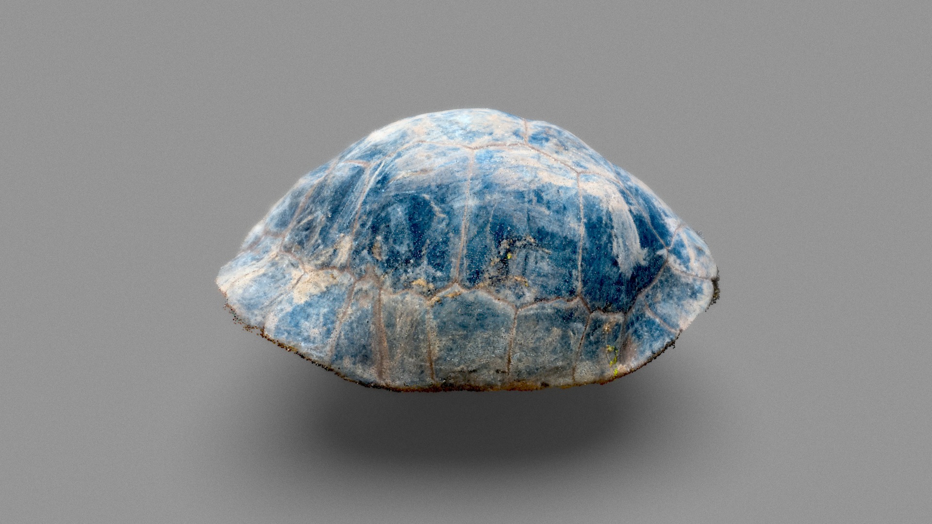 Turtle Shell - 3D model by alban [11e2b09] - Sketchfab