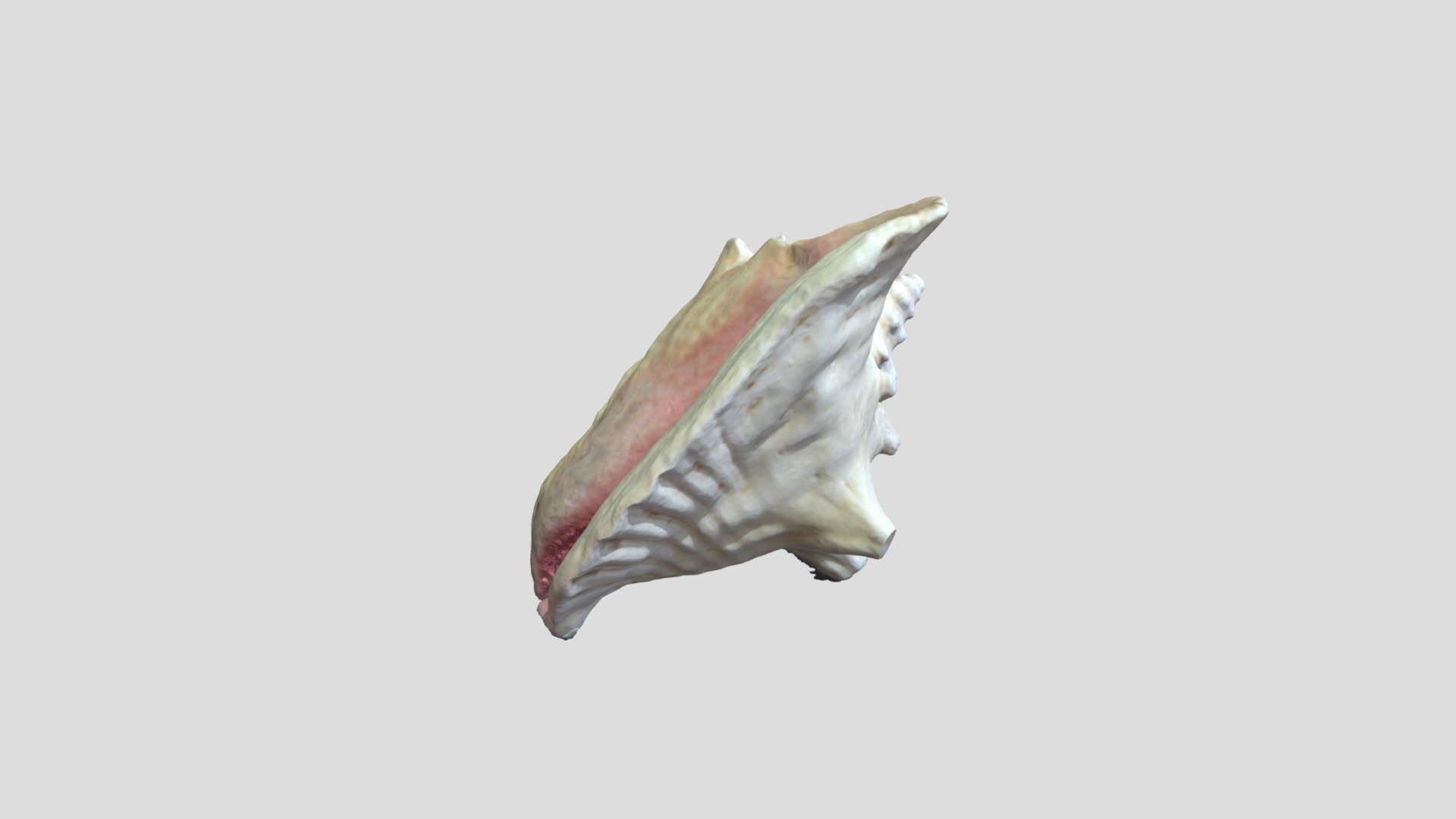 Lambi - Export Wavefront OBJ (3D Object) - 3D model by hdviewing.com ...