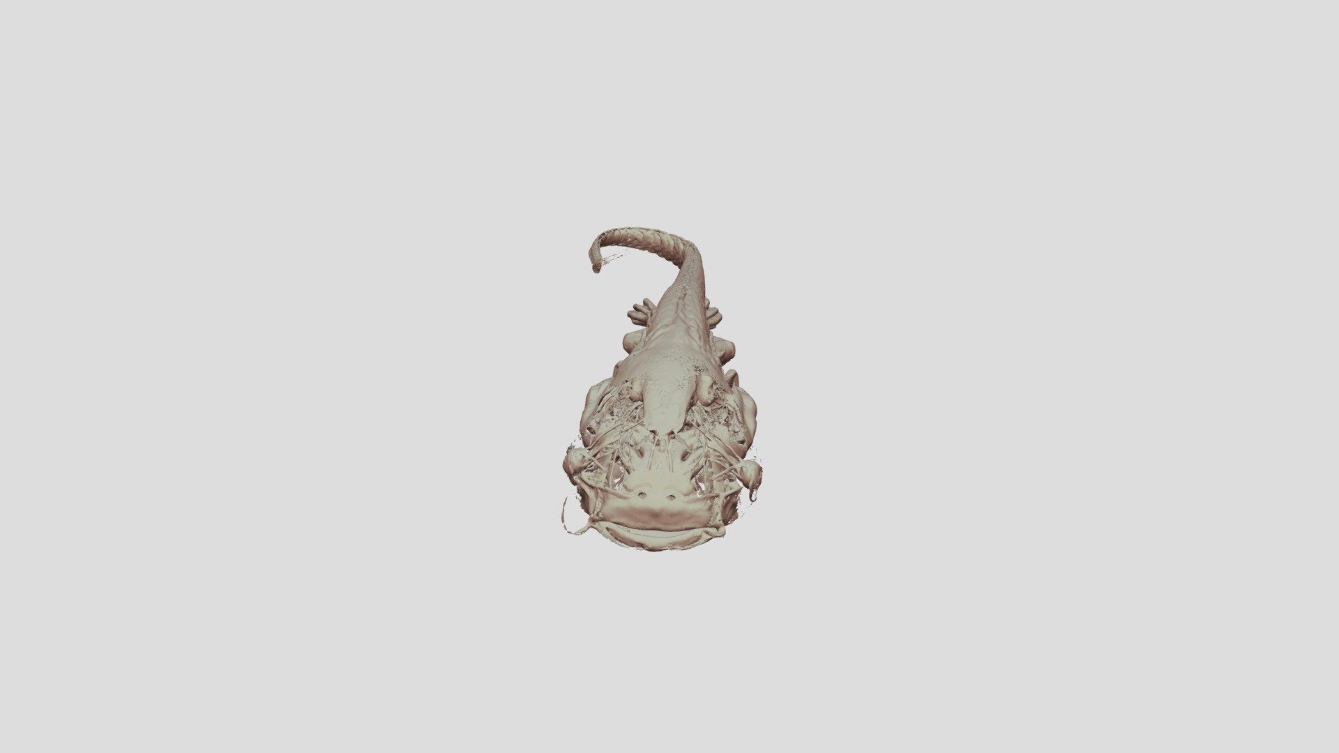 Developing Xenopus laevis (NF stage 59) - Download Free 3D model by ...