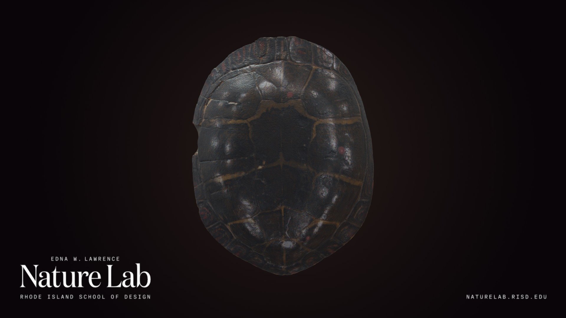 Painted Turtle Shell - Download Free 3D model by RISD Nature Lab ...