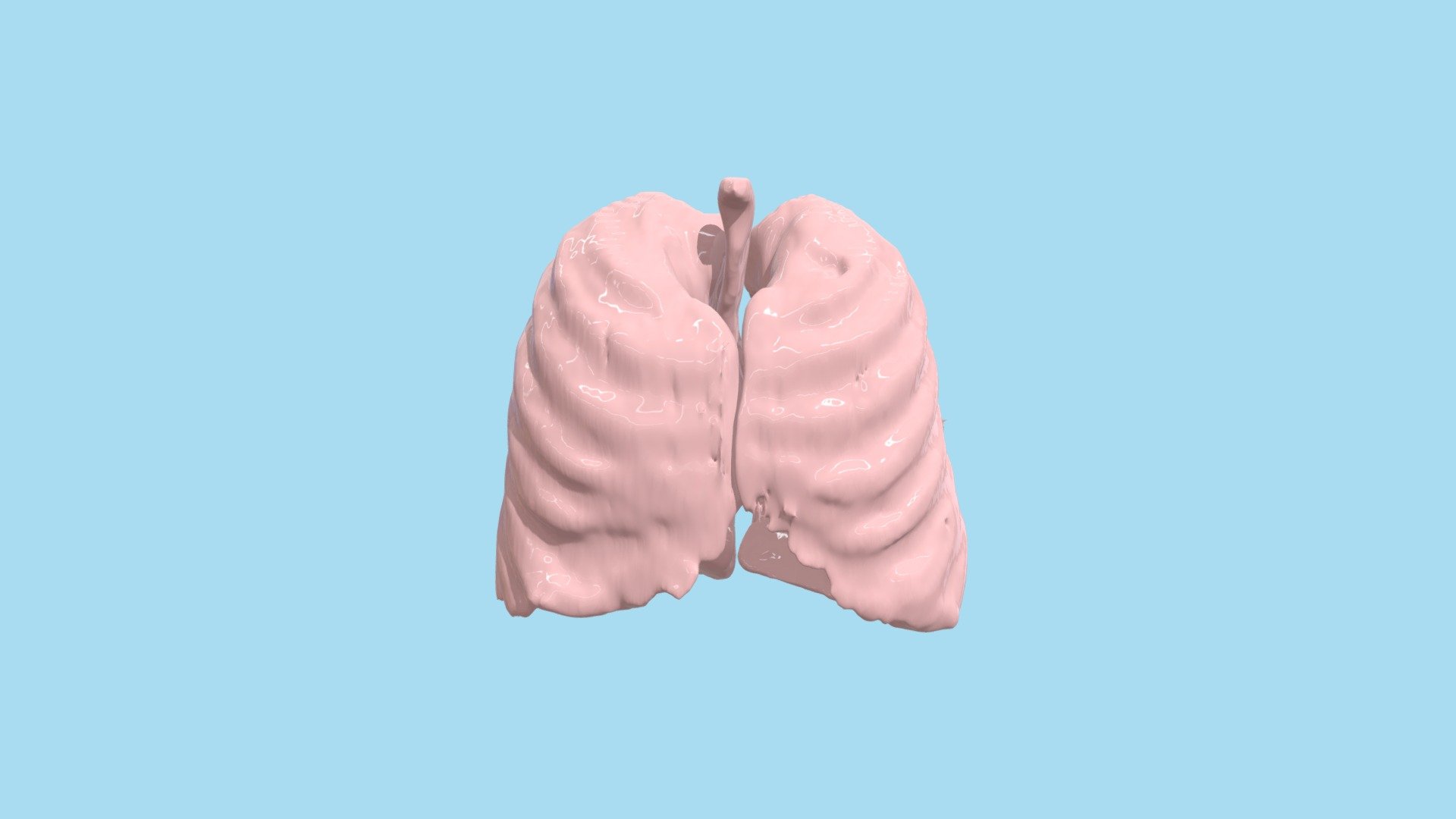 Segmentation of lungs and trachea - 3D model by nshahrra [11e937b ...