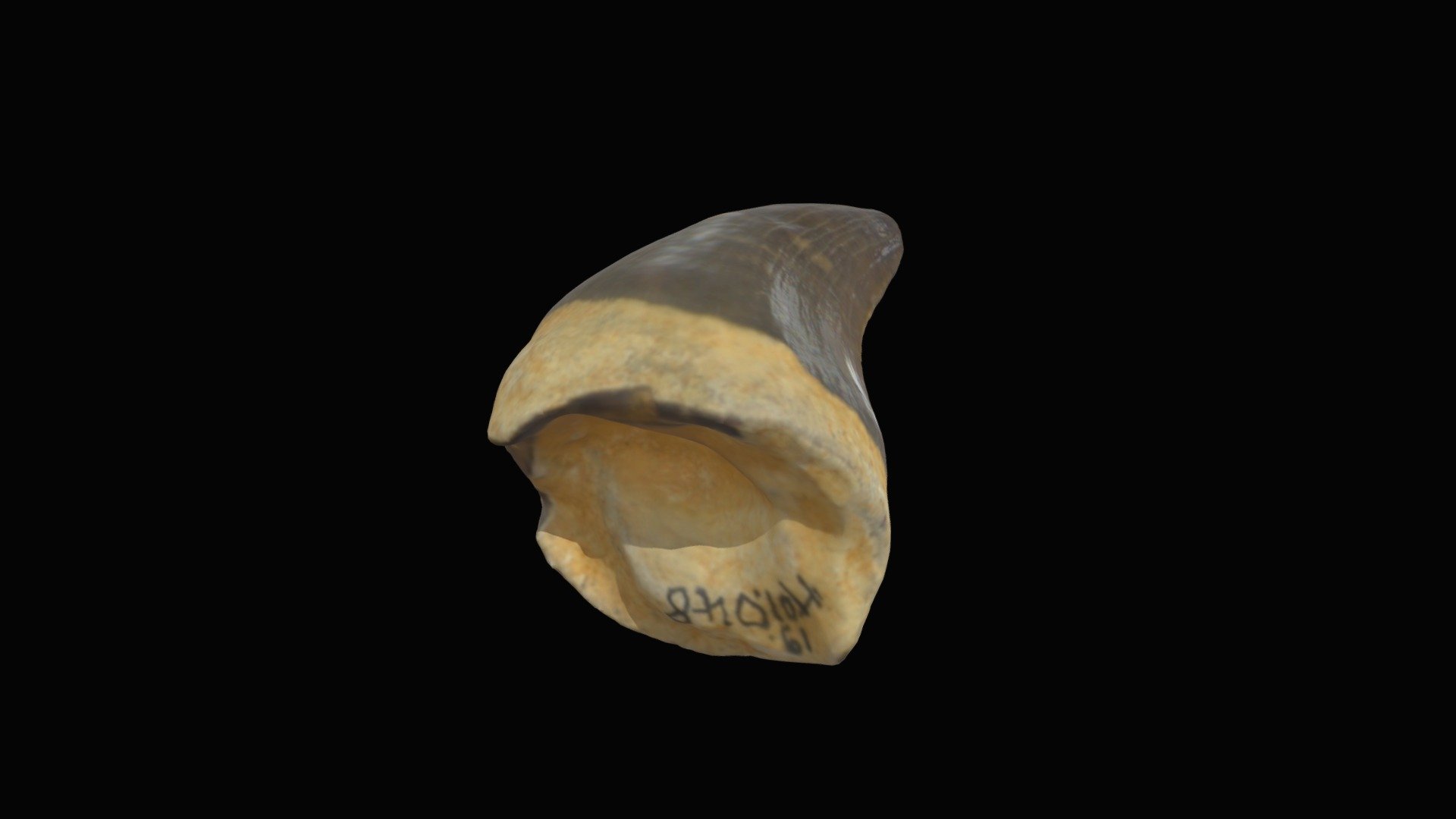 mosasaur tooth 000 511 - 3D model by MSP-Paleo [11ebc5c] - Sketchfab