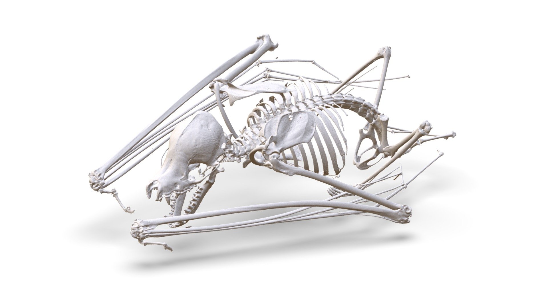 Myotis sp (MSB:Mamm:262237) - 3D model by Biodiversity [11ecba6 ...