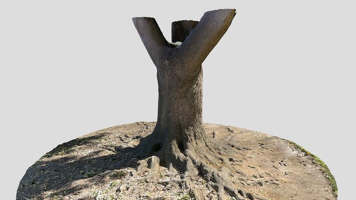 Tree-trunk 3D models - Sketchfab