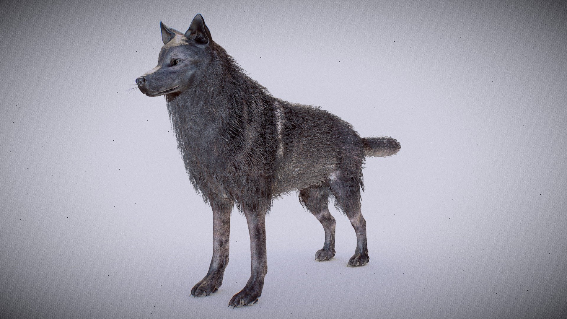 Black Wolf PBR lowpoly - Buy Royalty Free 3D model by Kasit Studio ...