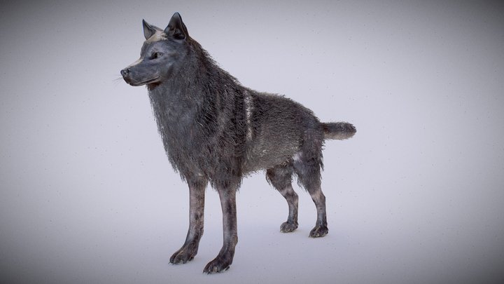 Grey-wolf 3D models - Sketchfab