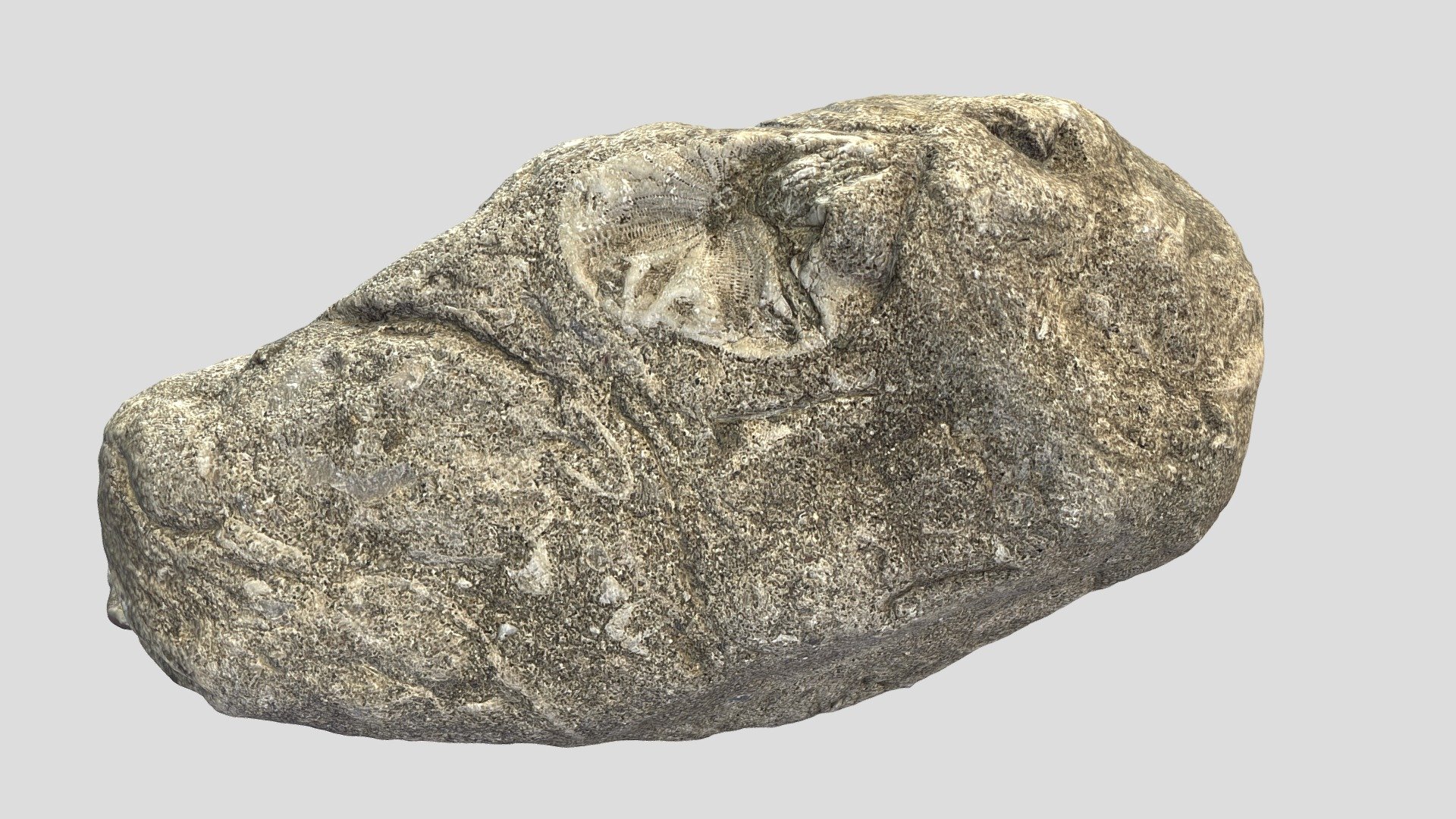 River Rock “Shell Hash” Fossils - Buy Royalty Free 3D model by MADD ...
