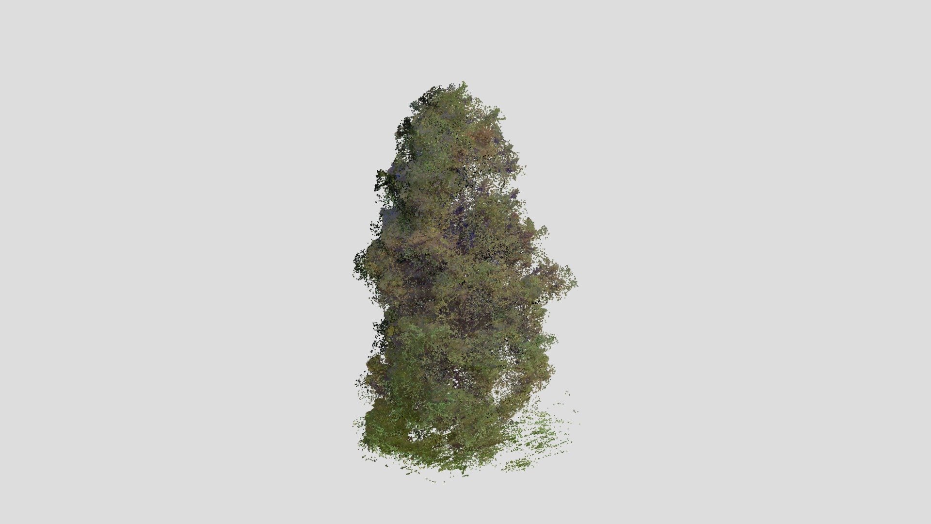 cedro_rosso - 3D model by forest.geomatics [12089d5] - Sketchfab
