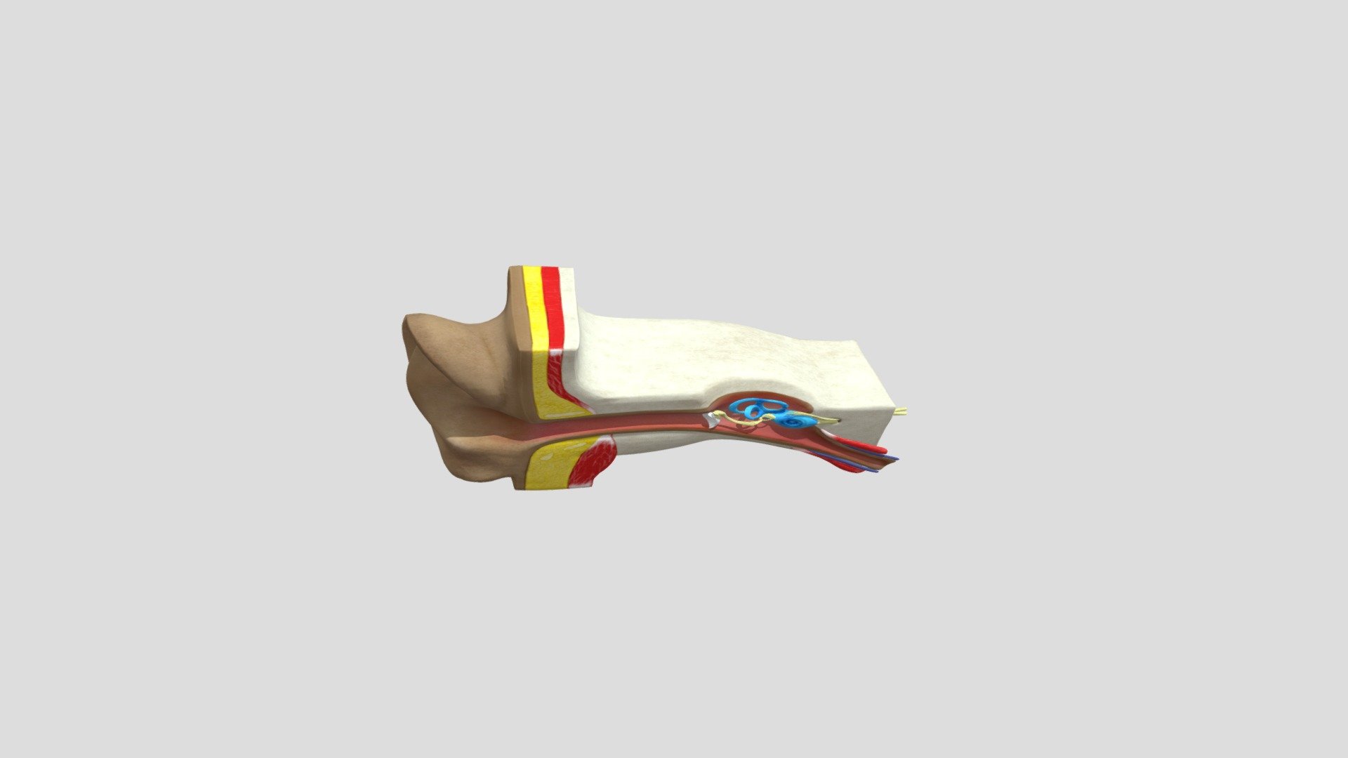 telinga - 3D model by riniramadhani [1215215] - Sketchfab