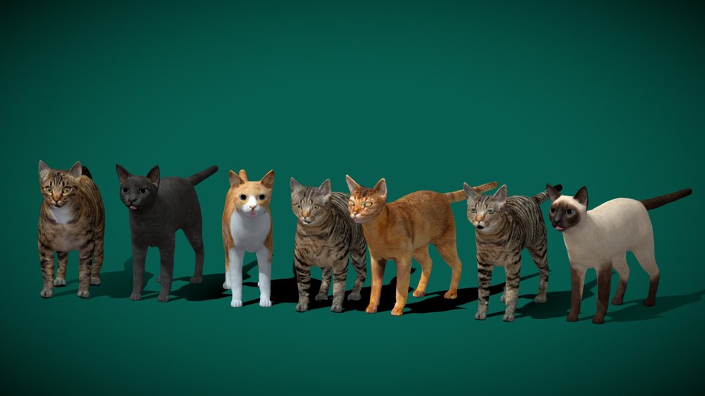 cat references - A 3D model collection by FranciscaRojas - Sketchfab