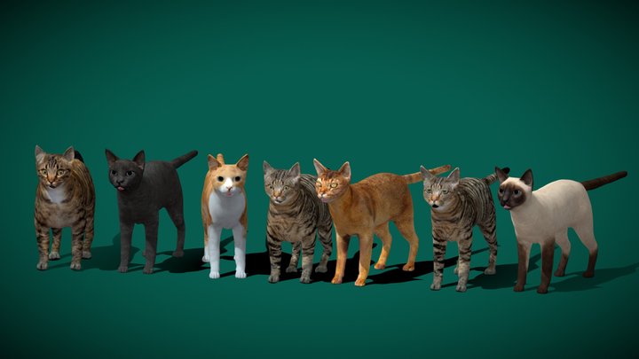 Cat_pack 3D models - Sketchfab