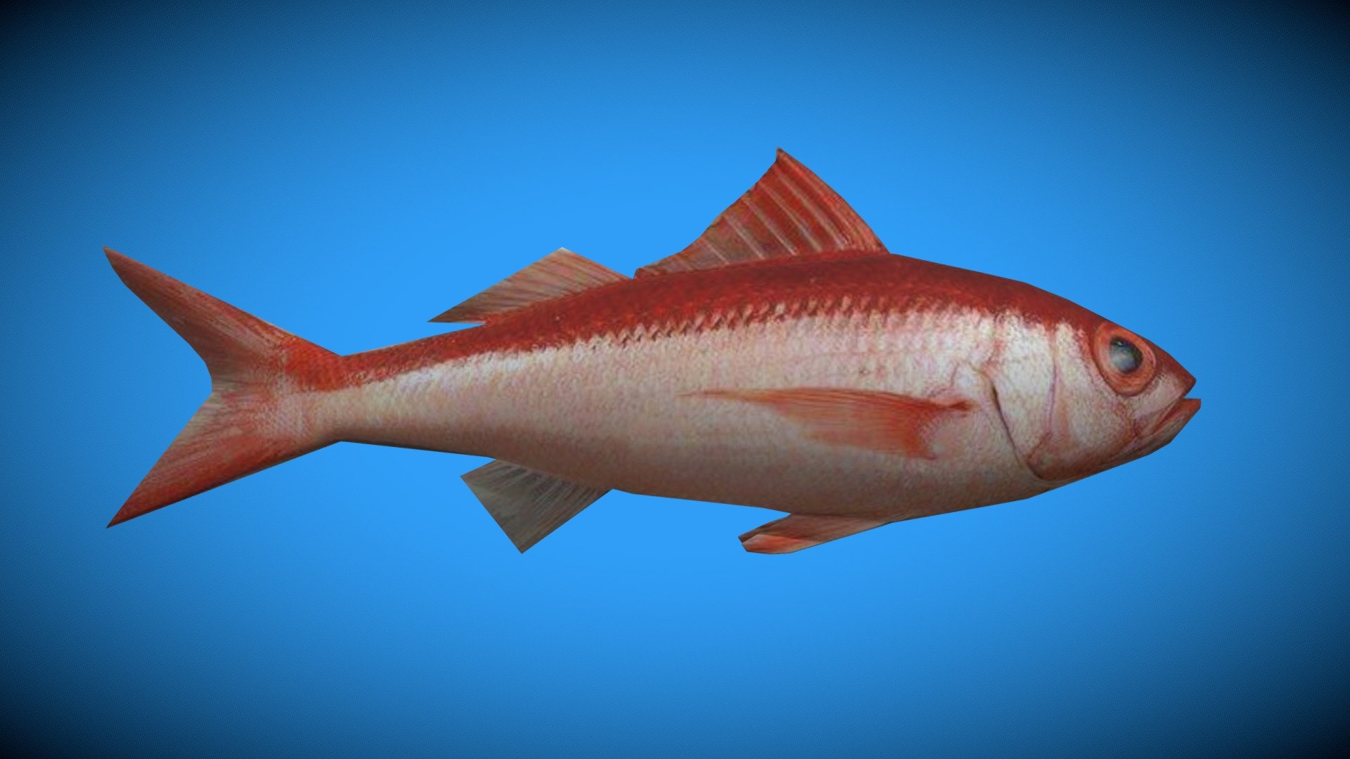 red fish - 3D model by isa3design [121b3d5] - Sketchfab