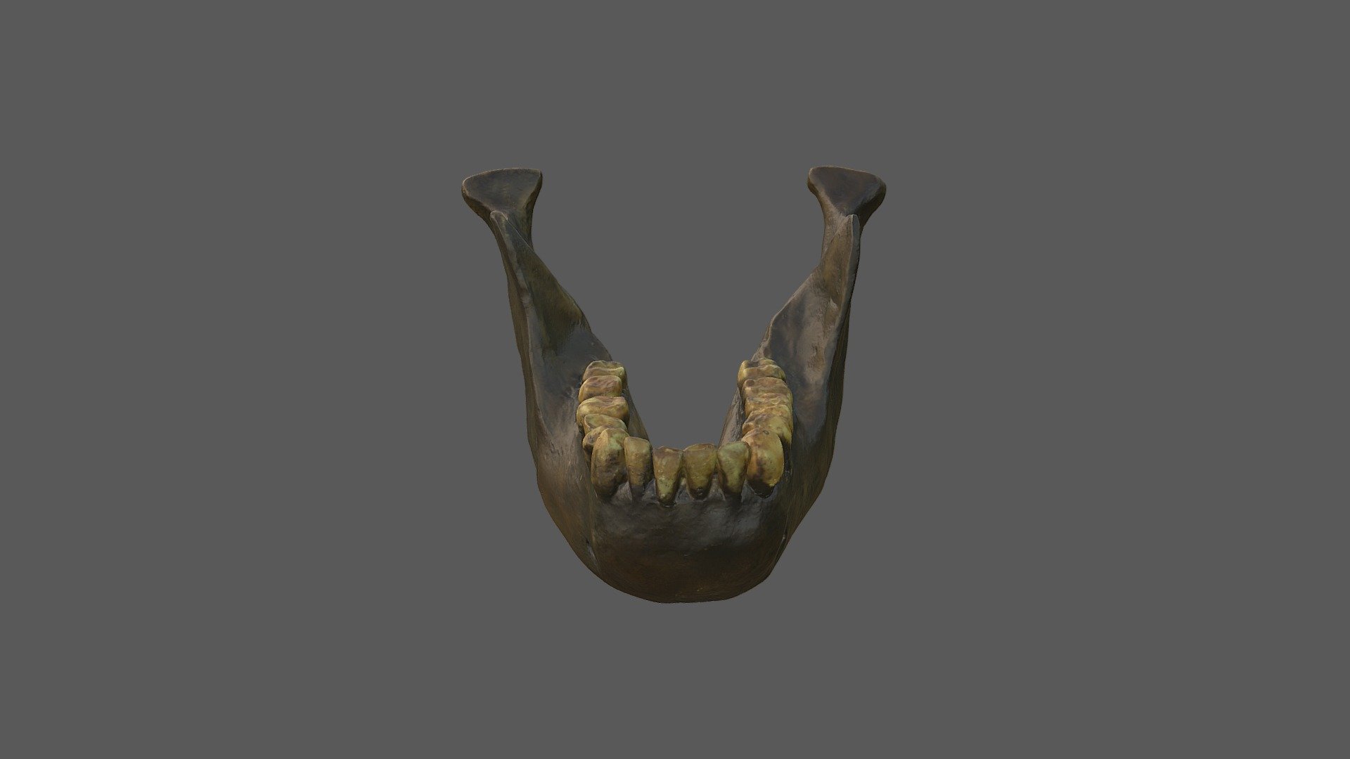 Australopithecus Afarasis Mandible with Texture - 3D model by Wellesley ...