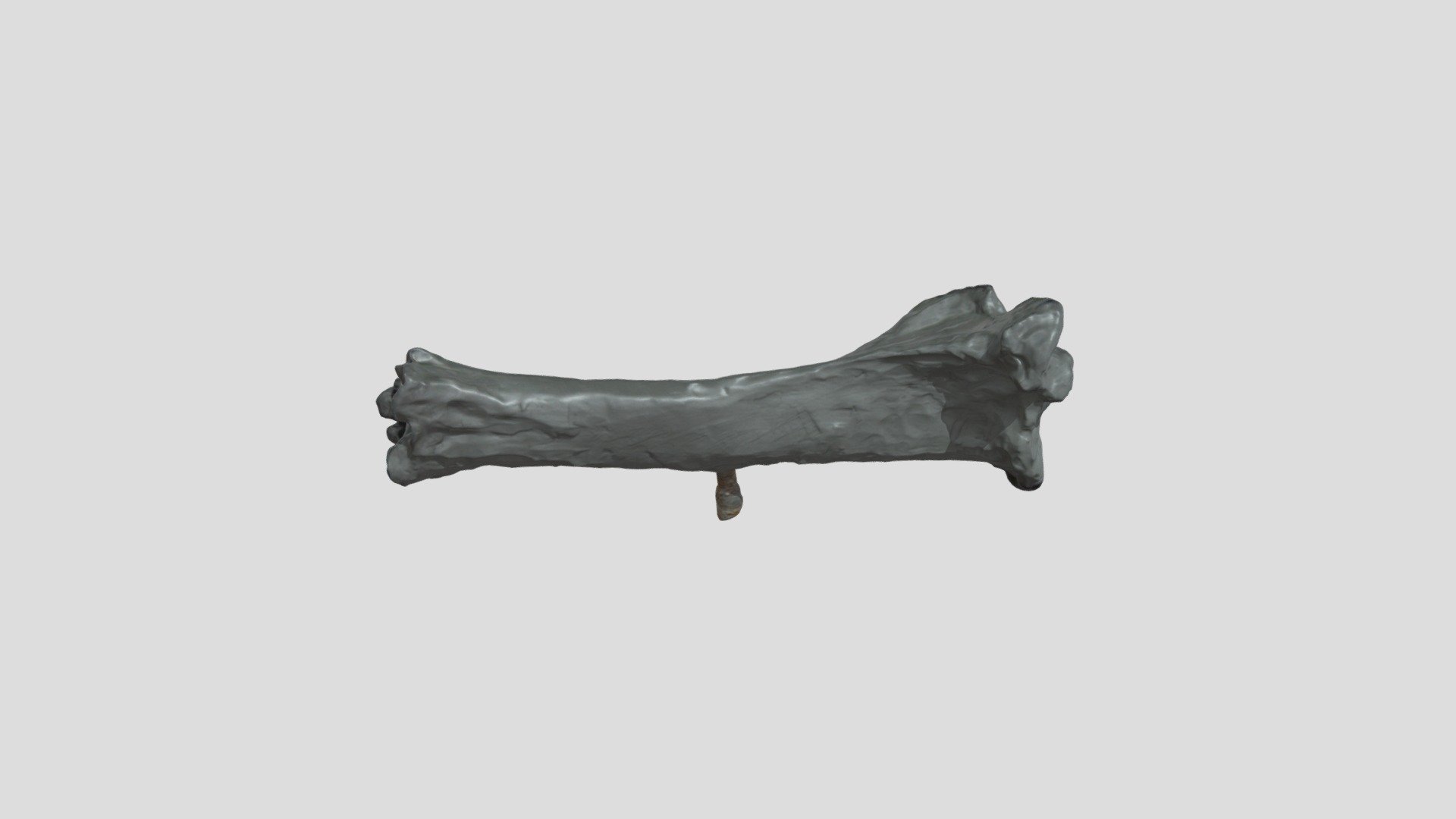 Clay Bone Test 2 - Download Free 3D model by The Hub @ Colgate ...