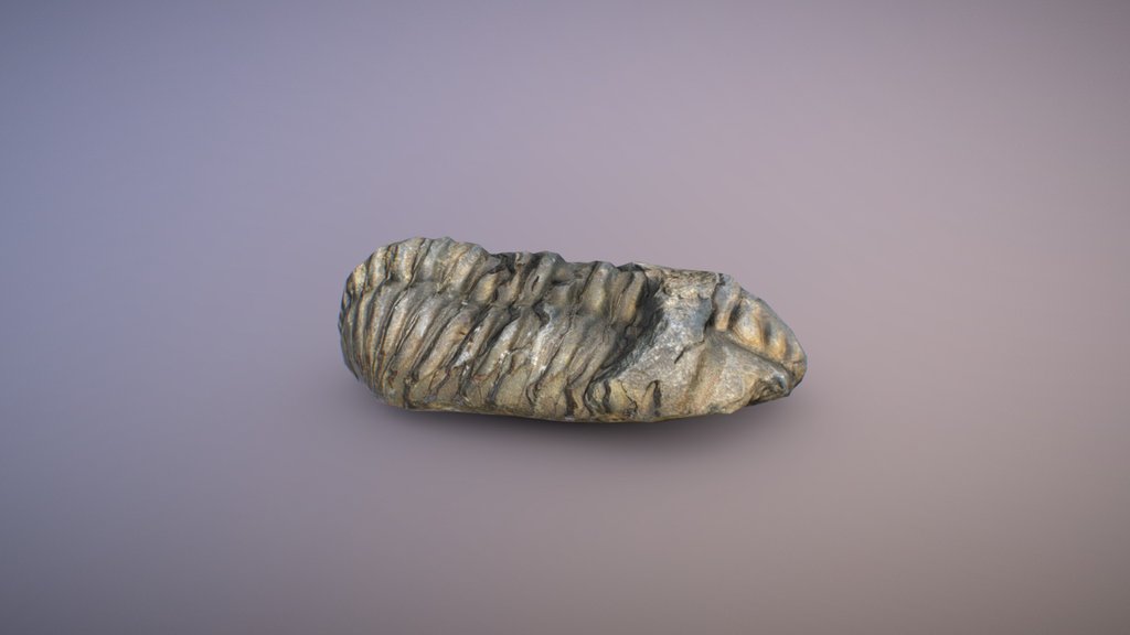 Trilobites - A 3D model collection by Thomas Flynn (@nebulousflynn ...