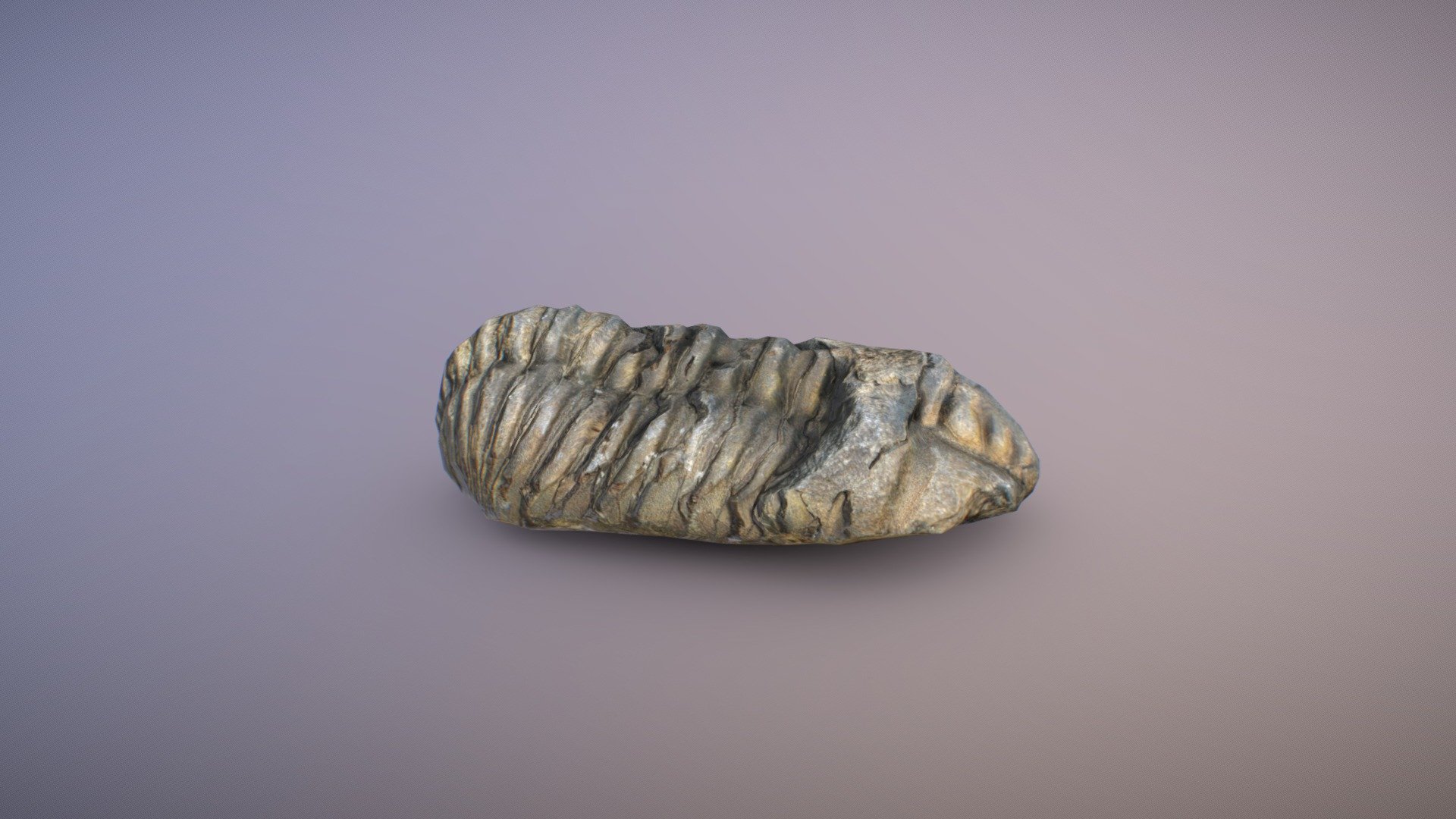 Trylobit-1k - Download Free 3D model by zezeze [1232e3c] - Sketchfab