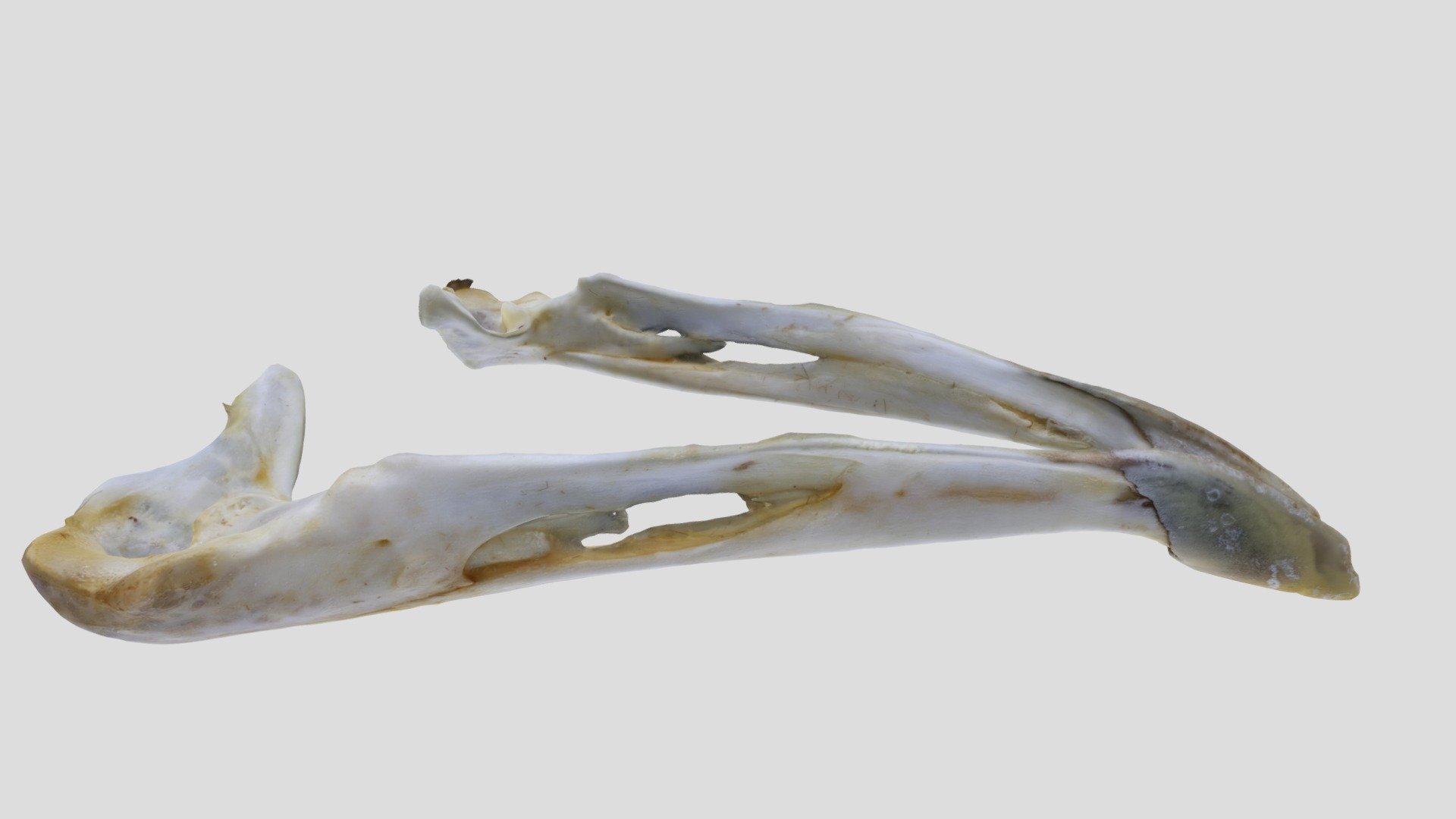 UWYMV:Bird:4679, Strix varia varia, Mandible - Download Free 3D model ...