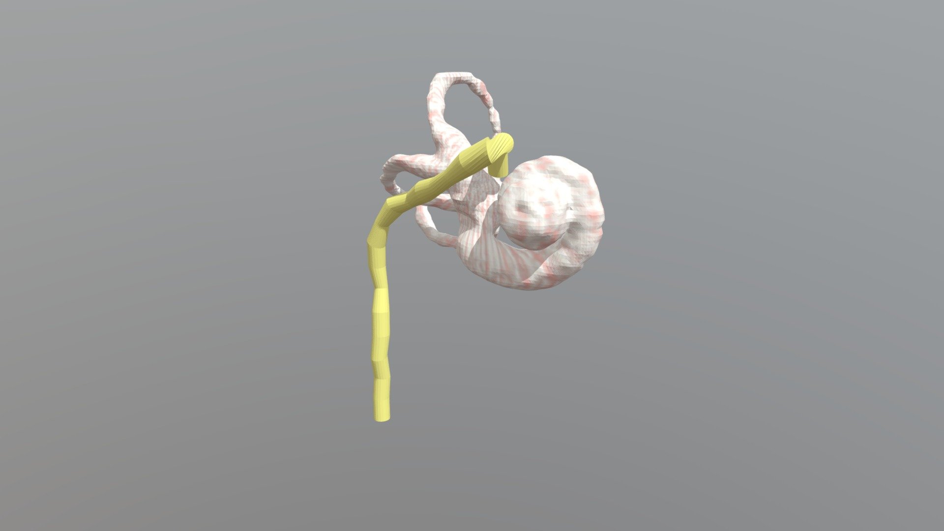 Test Ear 3D model V2.c4d - 3D model by catseyevisuals [123b475] - Sketchfab