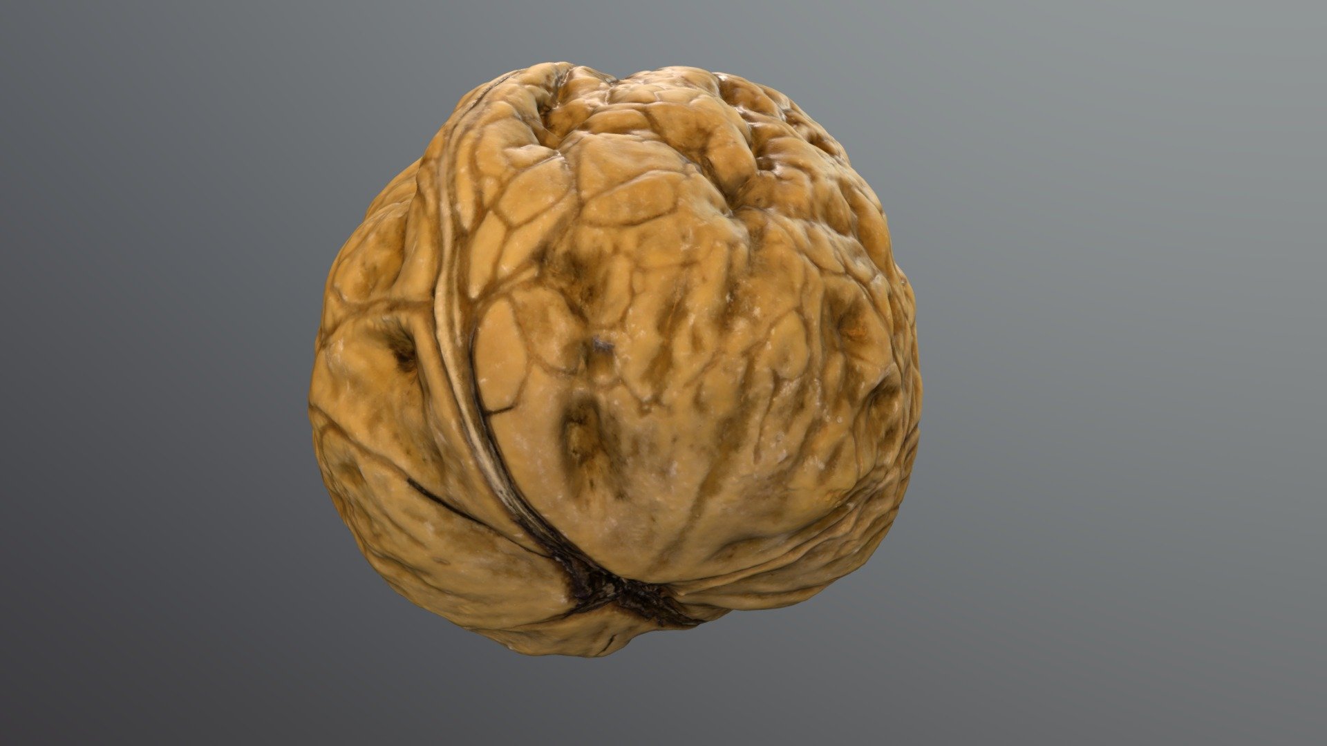 Walnut - Buy Royalty Free 3D model by Damien Horst (@DamienHorst ...