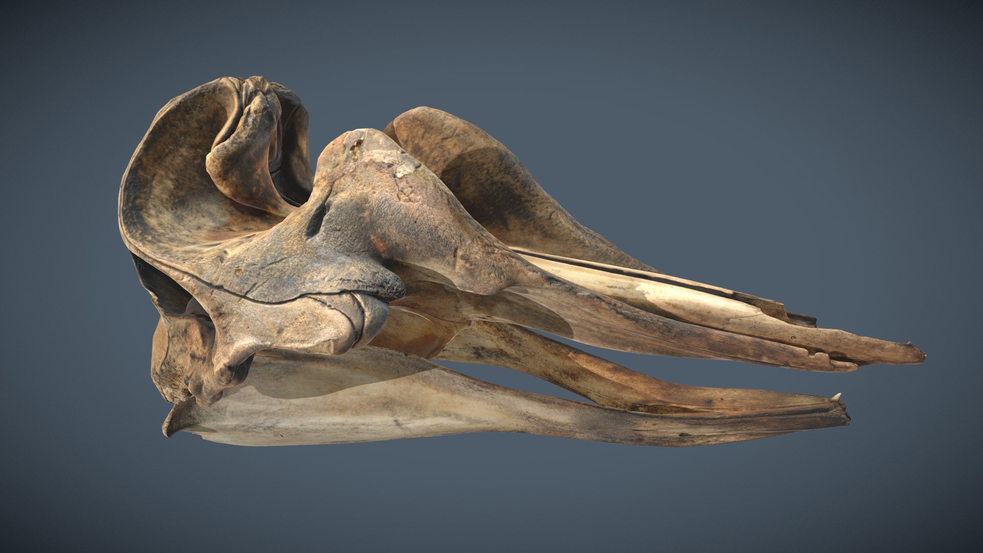Bottlenose Whale Skull & Mandible - 3D model by ThinkSee3D [123eb90 ...