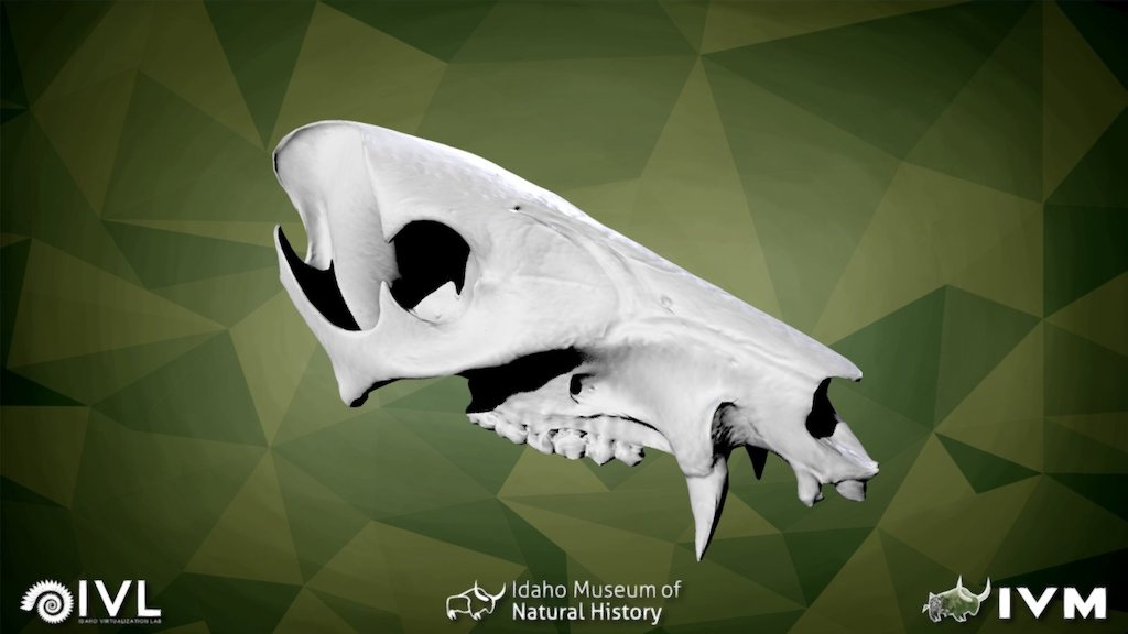 IMNH R-228 White Lipped Peccary Cranium - Download Free 3D model by ...