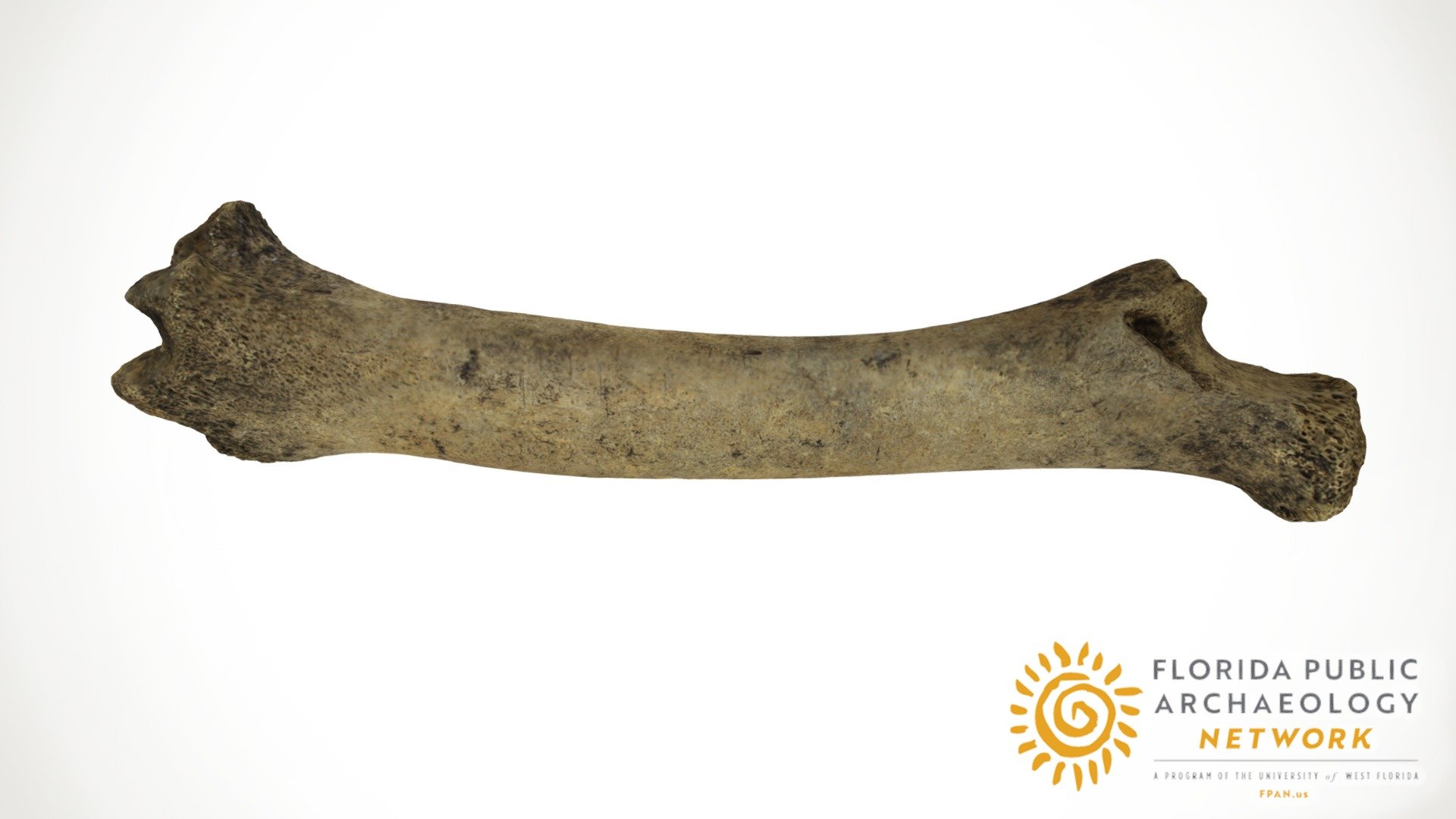 Kingsley Pig Bone - Download Free 3D model by Florida Public ...