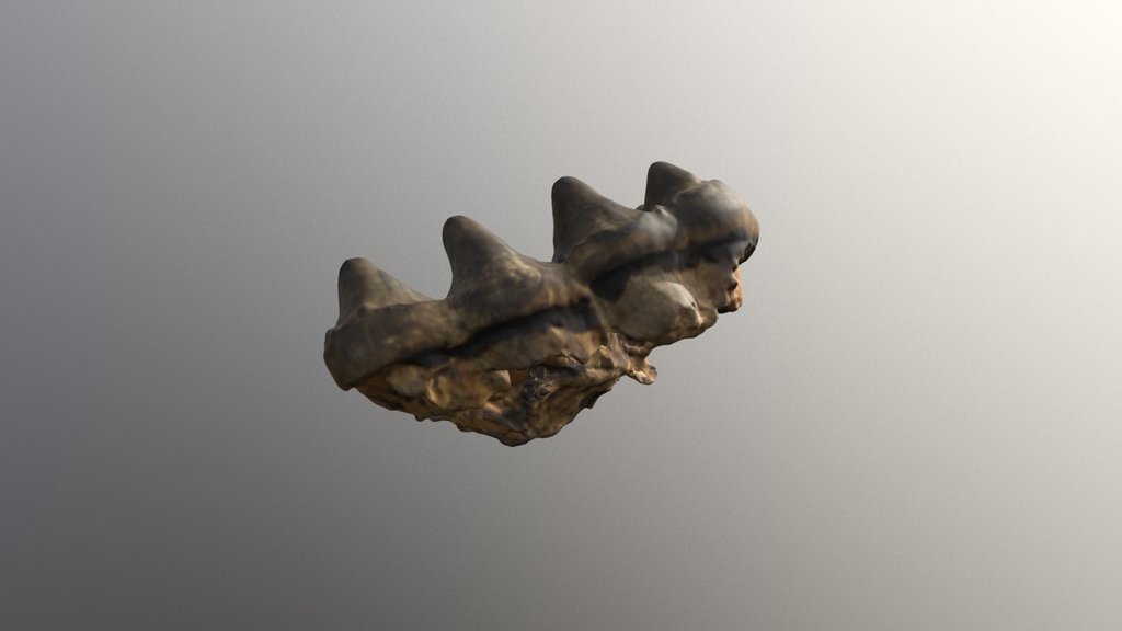 Fossils - A 3D model collection by Virtual Curation Lab (@virtualcurationlab) - Sketchfab