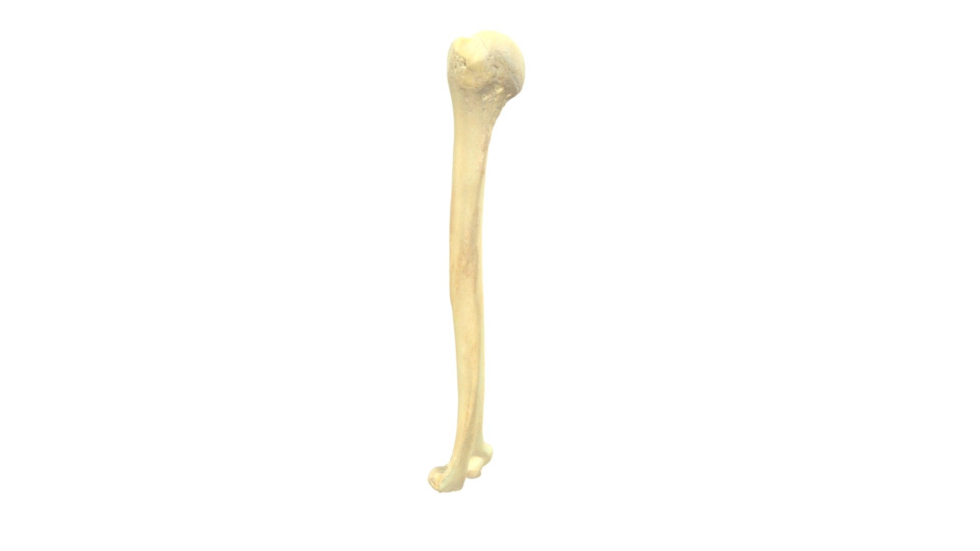 Humerus L - distale epifyse met annotaties - 3D model by Universiteit ...