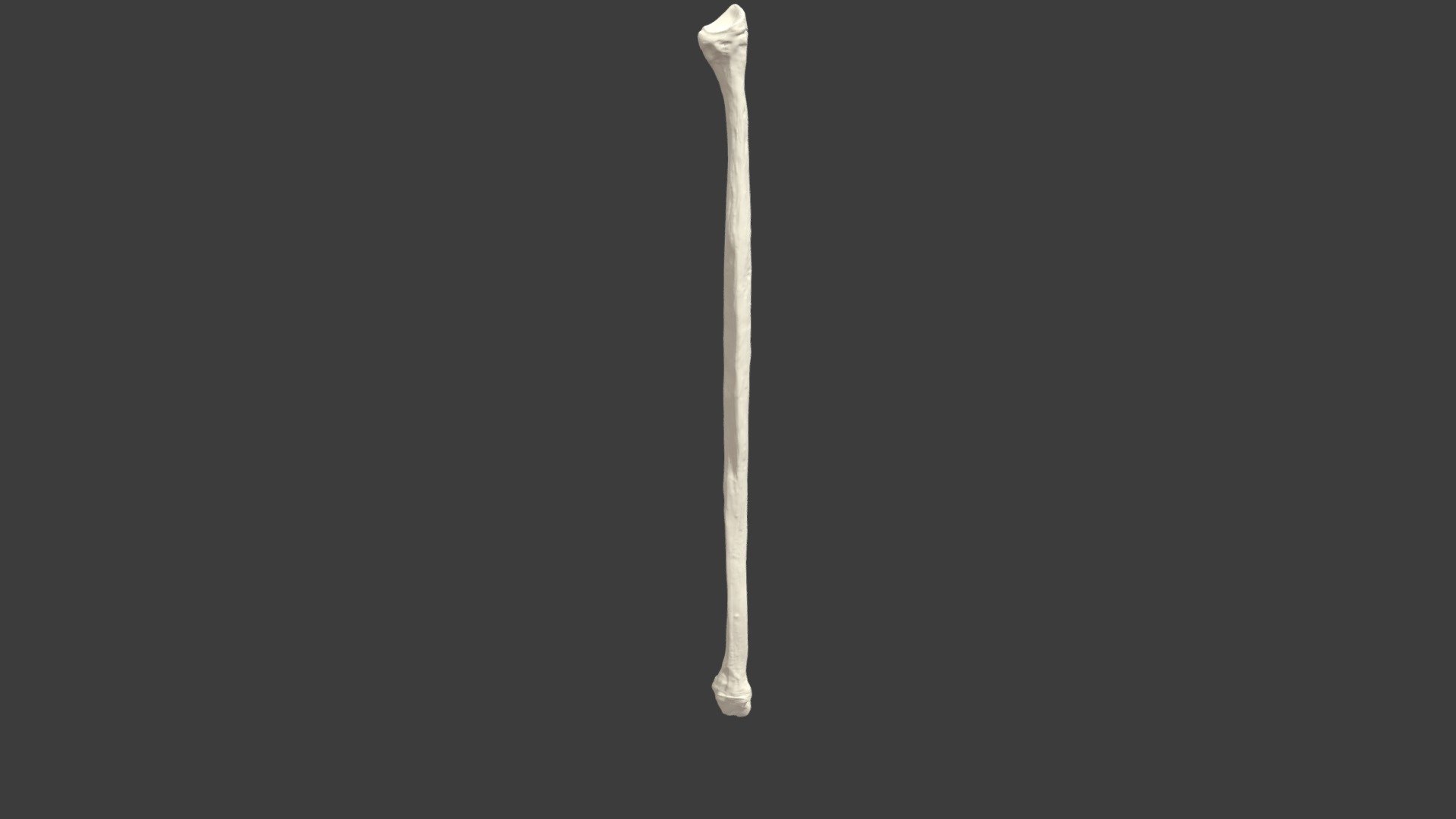 fibula bone - 3D model by hellohuckxx [125ee8c] - Sketchfab