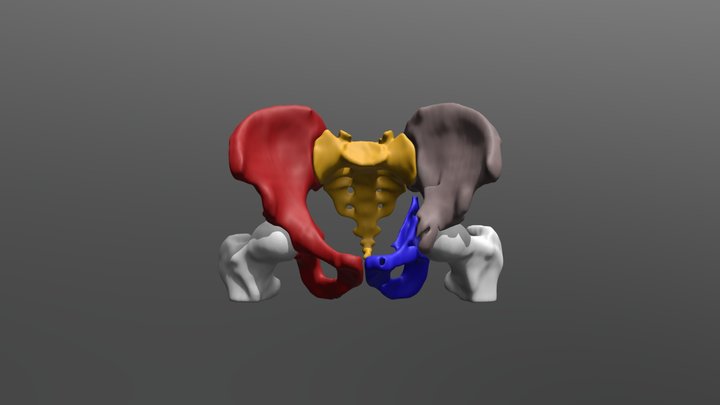 Acetabulum 3D models - Sketchfab