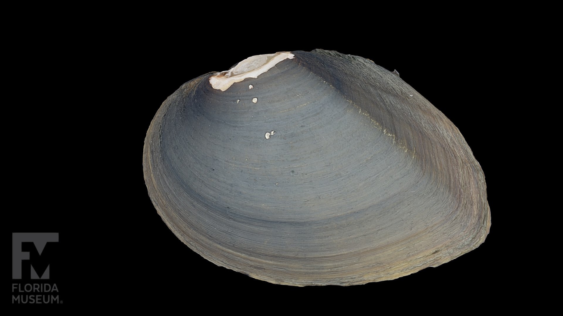 Fuzzy Pigtoe - Freshwater Mussel - 3D model by FloridaMuseum [1262a44 ...