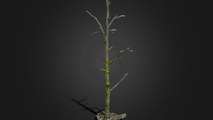 Botany 3D models - Sketchfab