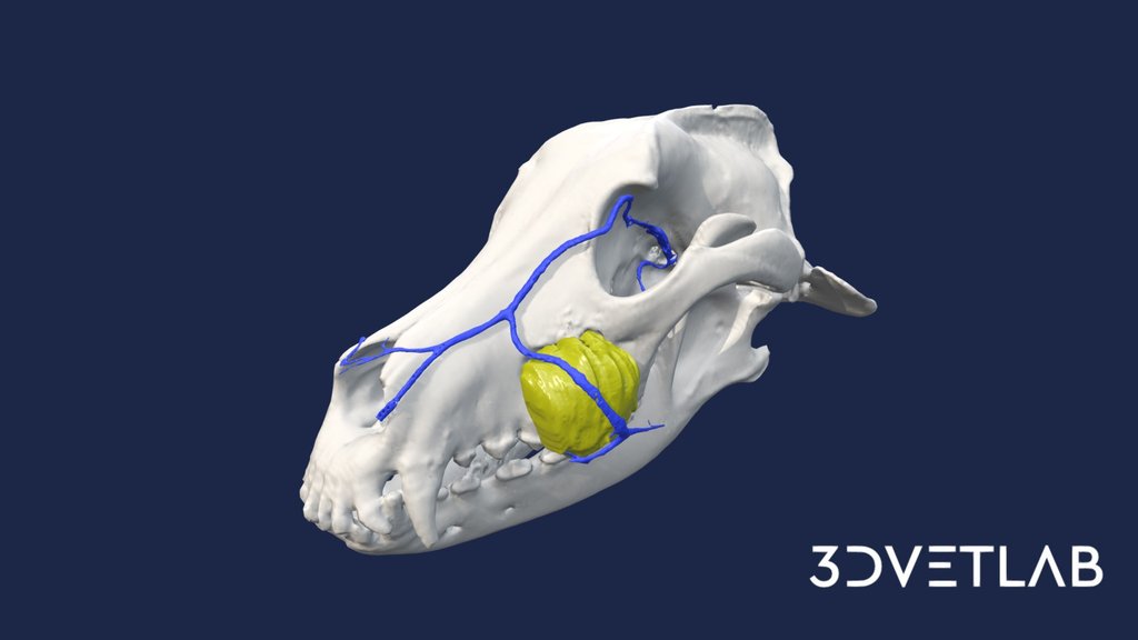 Skull - A 3D model collection by jomaumaz - Sketchfab