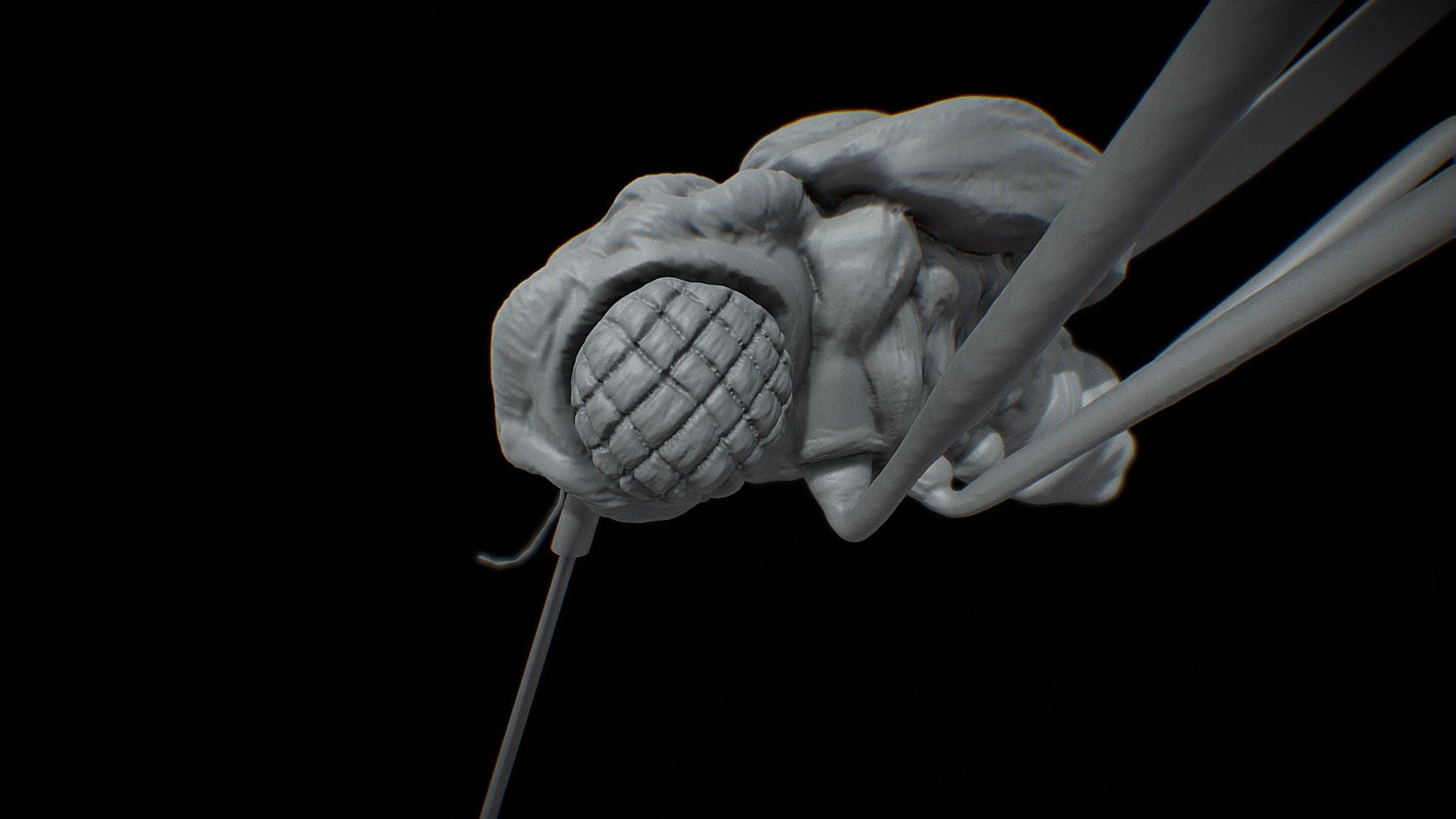 Mosquito (Base Sculpt Mesh) - Buy Royalty Free 3D model by Dreaming In ...