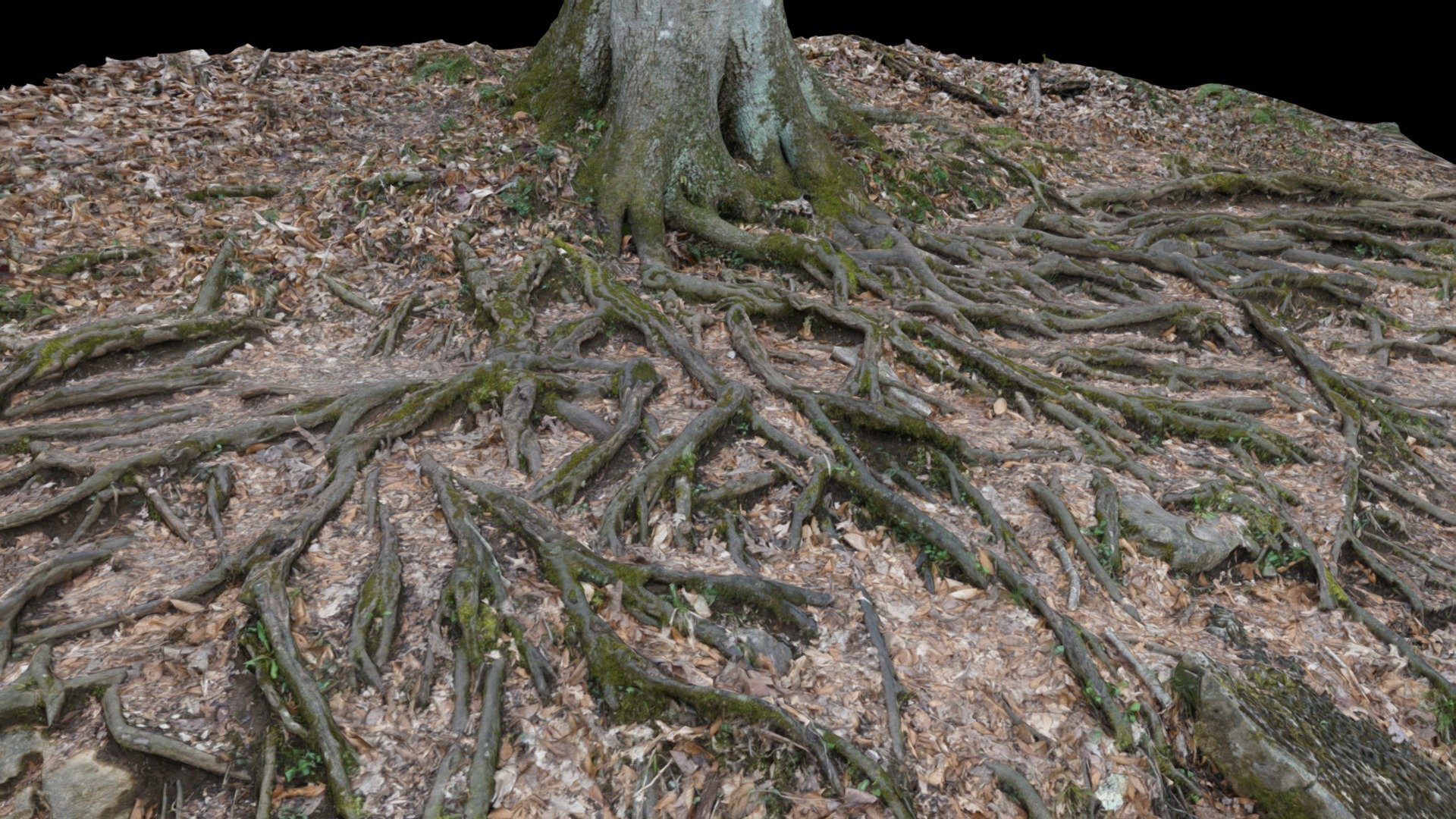 Root System at Spring Mill State Park, IN - Buy Royalty Free 3D model ...