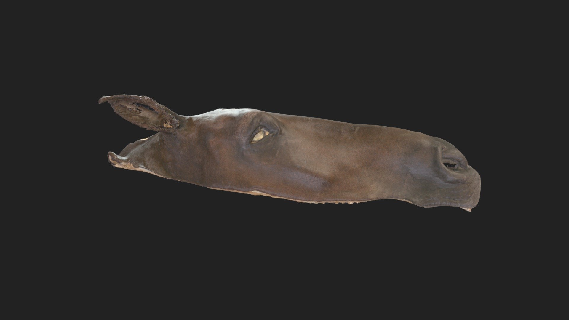 upper side head of horse - 3D model by vetanatMunich [1268fc8] - Sketchfab