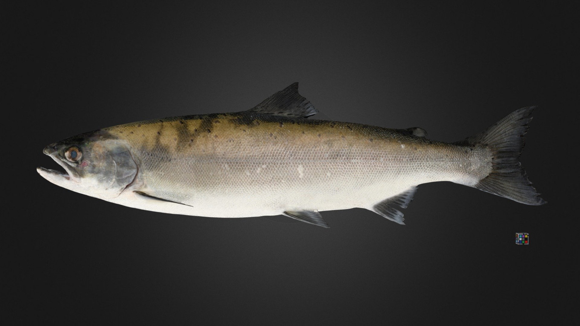 CC0 ビワマス 🐟 Biwa Masu Salmon - Download Free 3D model by ffish.asia ...