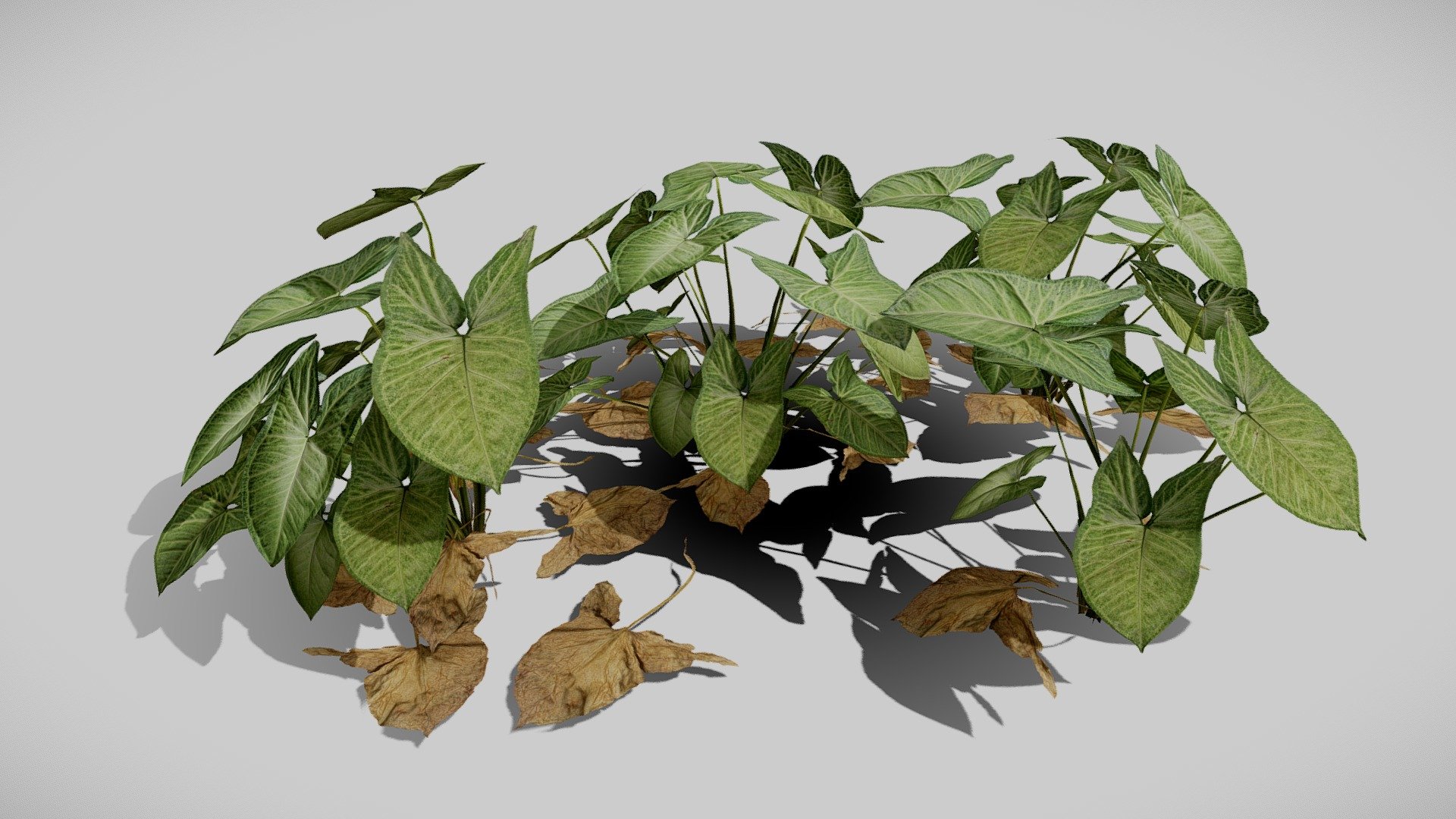 Arrowhead Plant - Buy Royalty Free 3D model by Paul (@nathan.d1563 ...