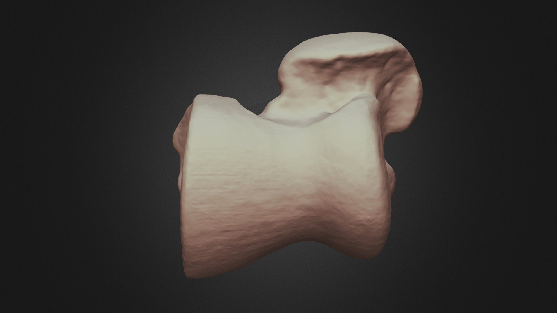 Ursus americanus (Black Bear) Left Talus - 3D model by Lakehead ...