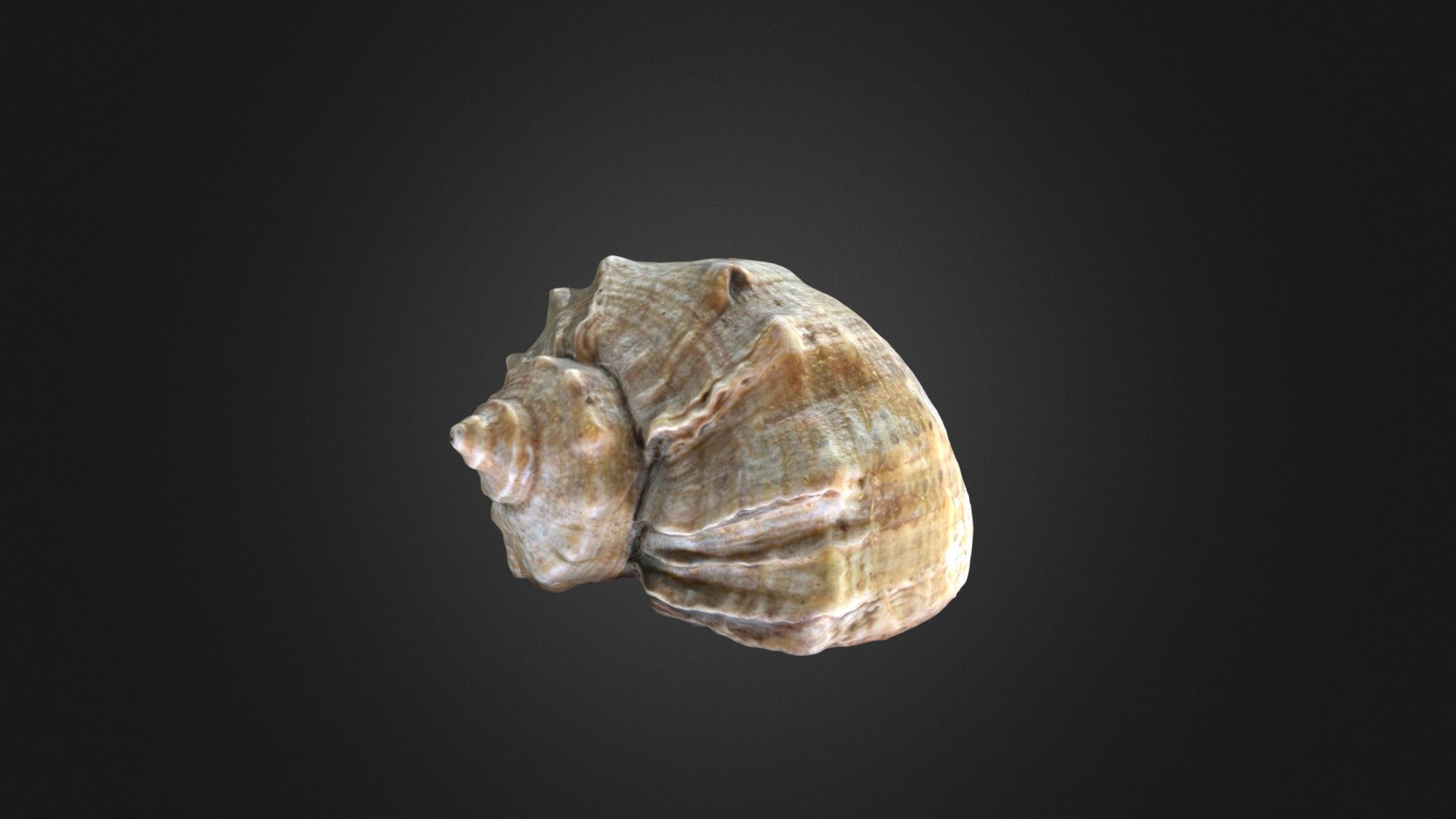 Seashell - Buy Royalty Free 3D model by SP_3D [12733eb] - Sketchfab Store