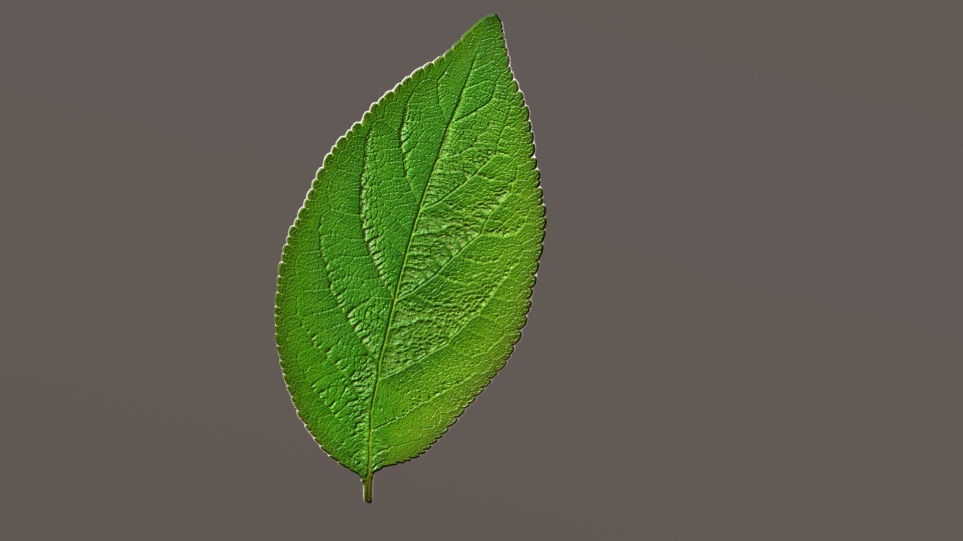 Leaf - Download Free 3D model by jhinuk [1273ded] - Sketchfab