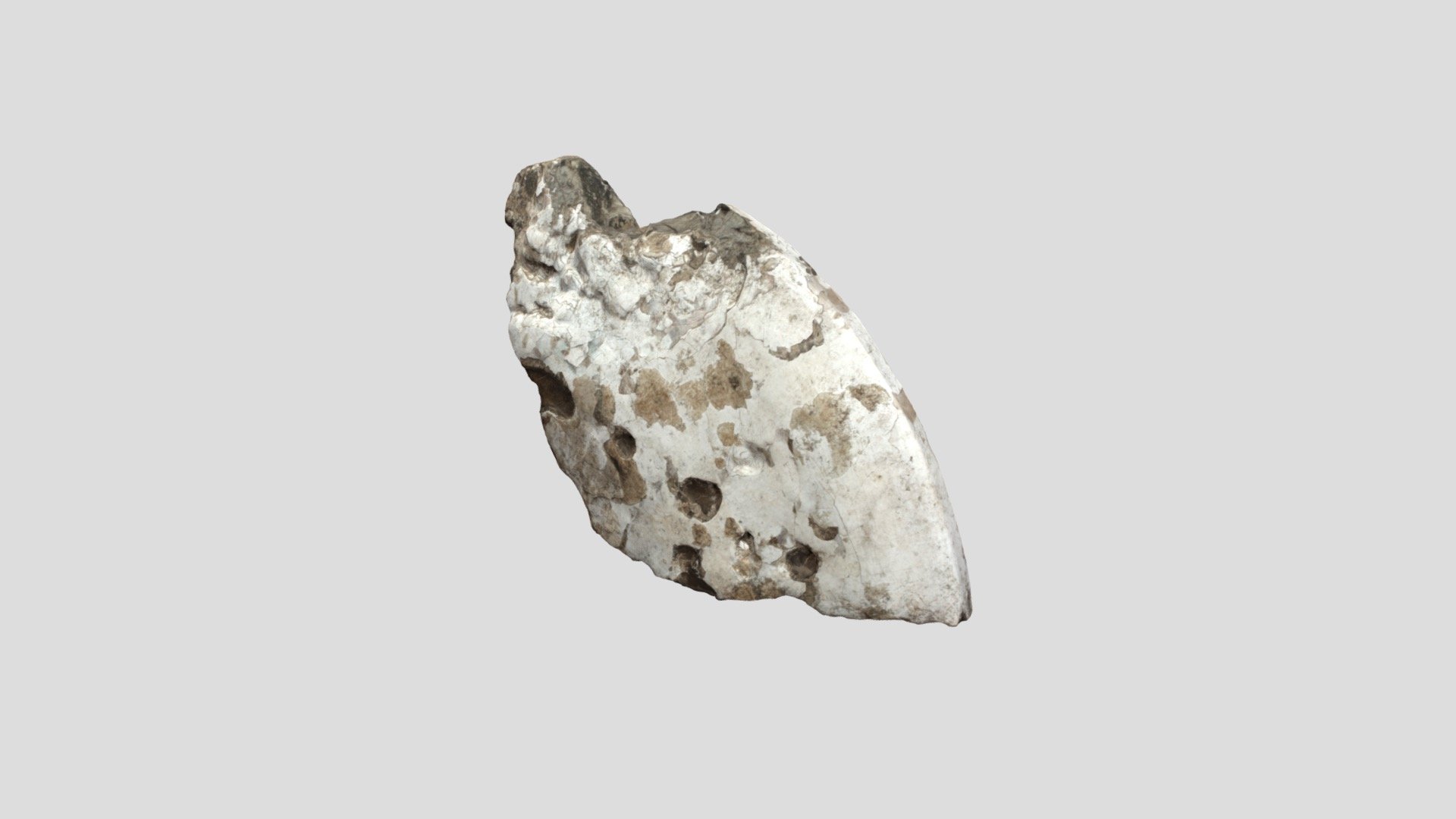 Ammonite with Mosasaur bite marks - 3D model by GravityB [1276384 ...