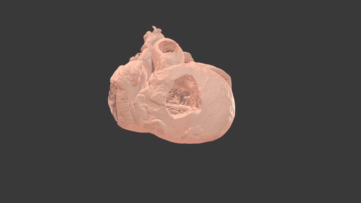 Cavc 3D models - Sketchfab